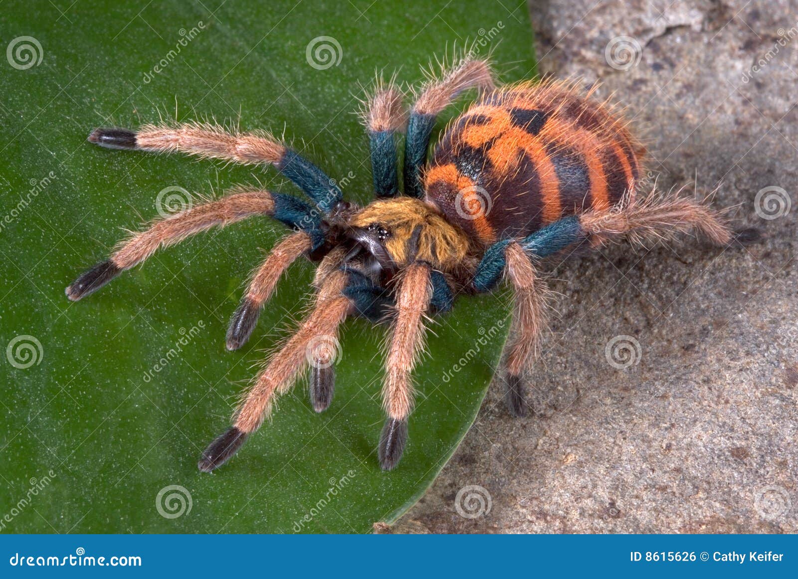 Colorful Tarantula stock photo. Image of wildlife, horizontal - 8615626