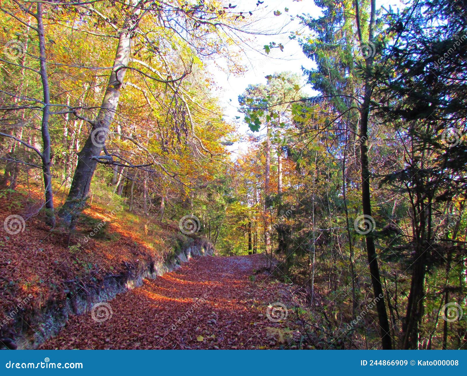 Colorful Temperate, Deciduous, Broadleaf Beech Forest Stock Image ...