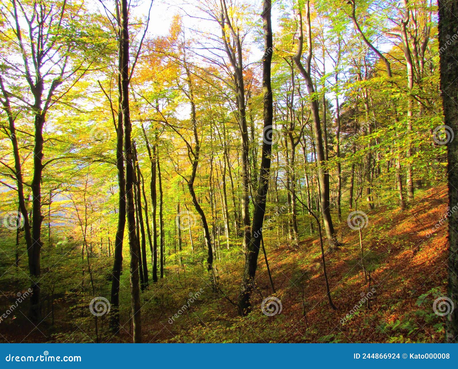Colorful Temperate, Deciduous, Broadleaf Beech Forest Stock Photo ...