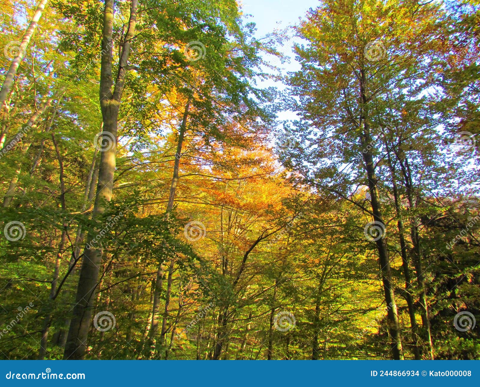 Colorful Temperate, Deciduous, Broadleaf Beech Forest Stock Photo ...