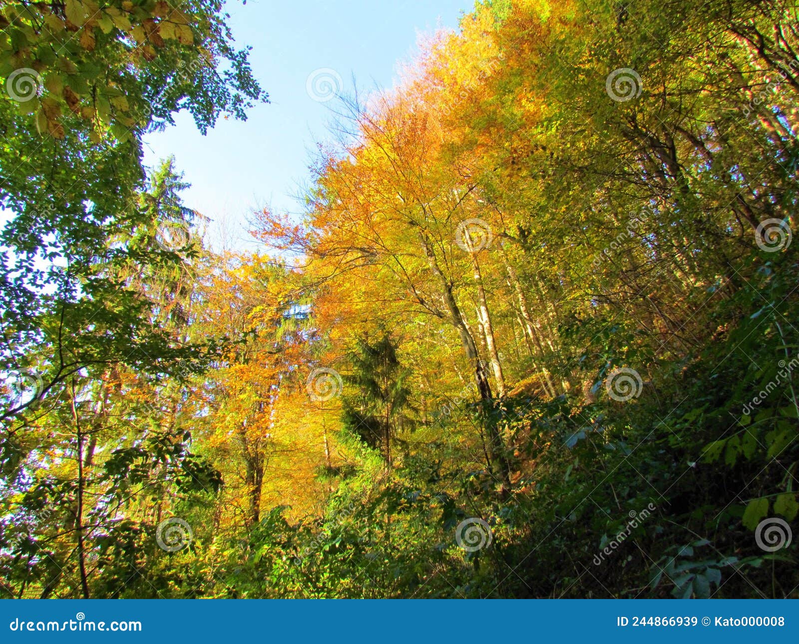 Colorful Temperate, Deciduous, Broadleaf Beech Forest Stock Image ...
