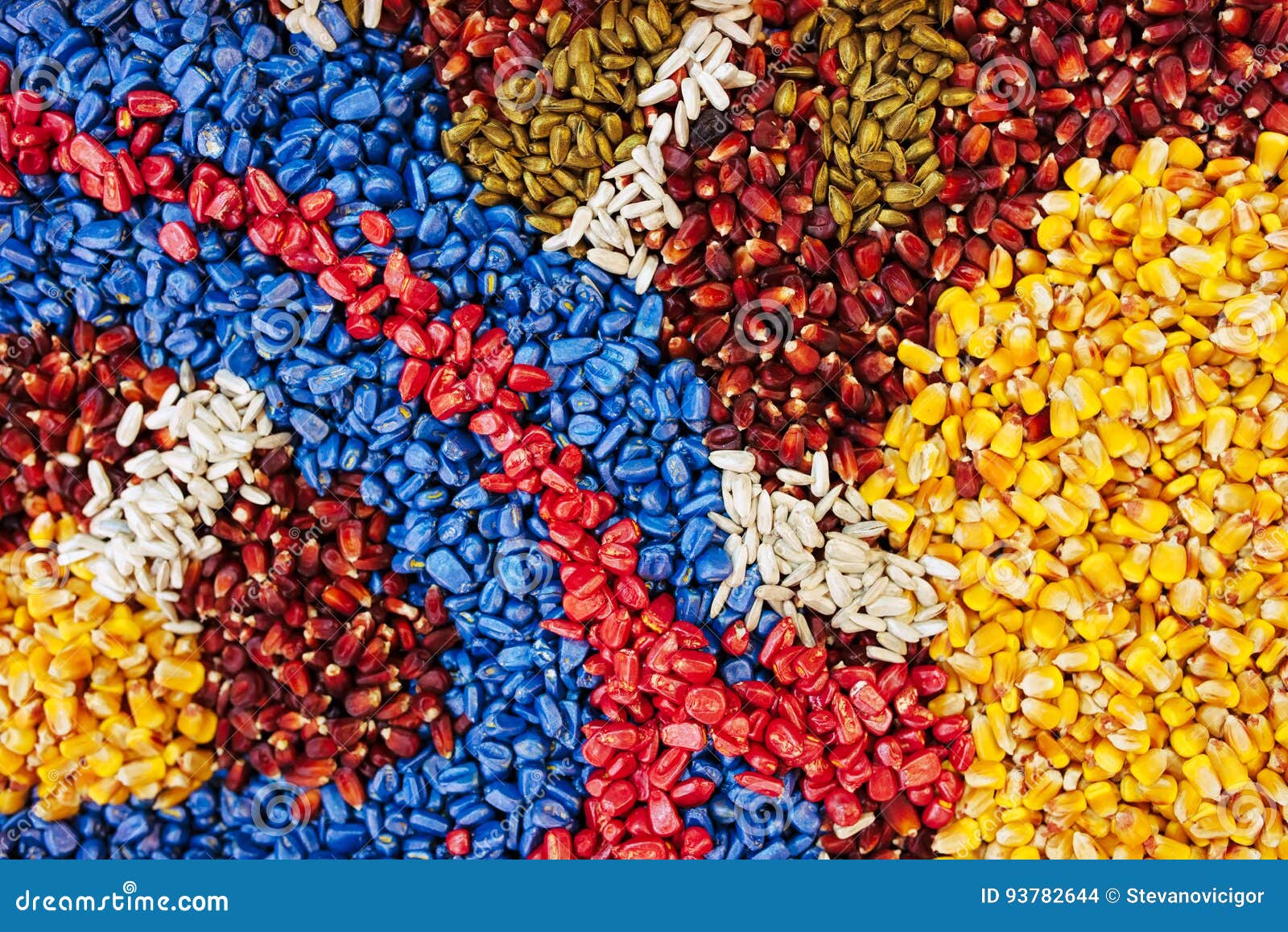 Colorful Texture of Chemically Treated Corn Maize Crop Seed Stock Photo ...