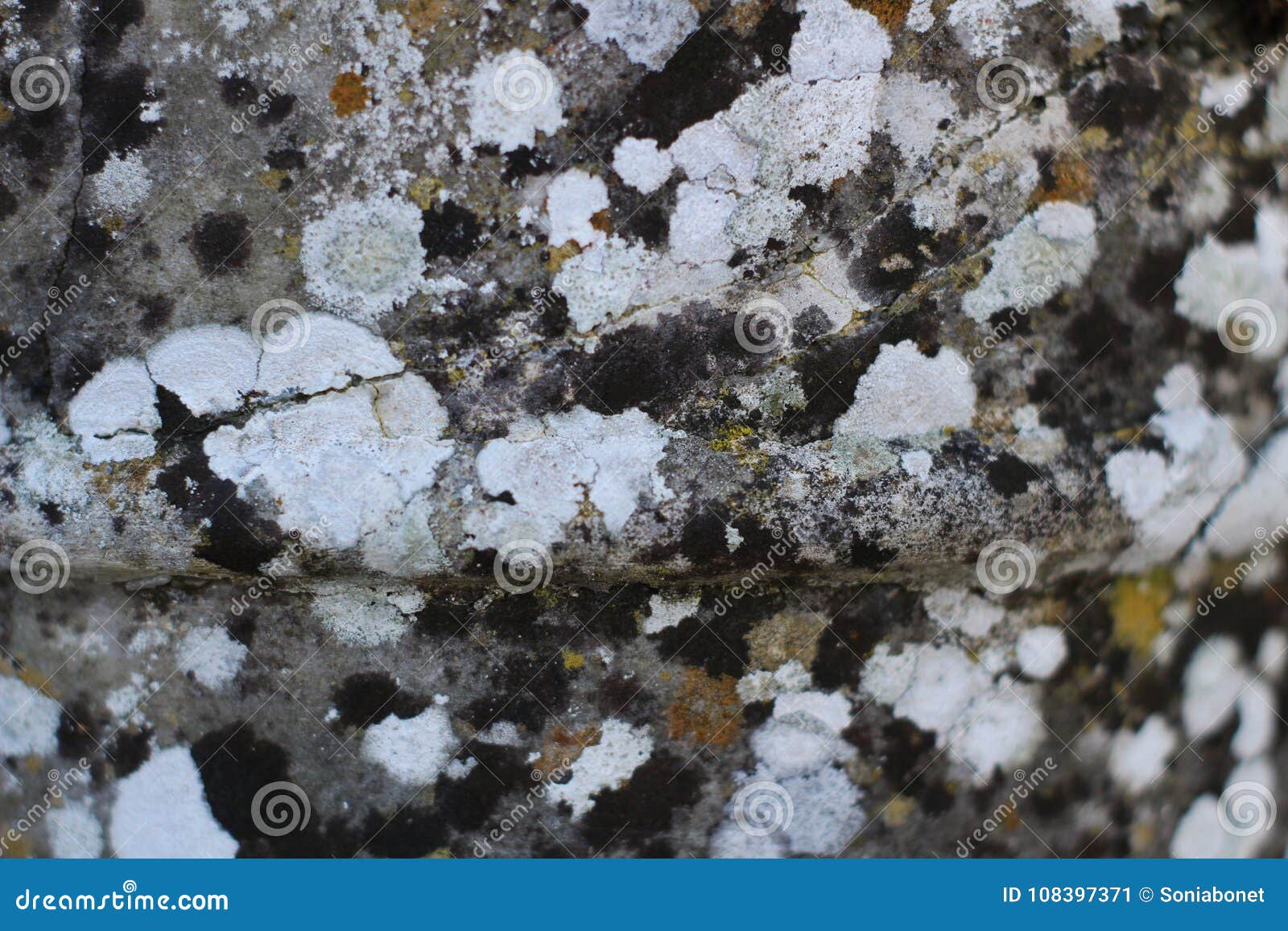 Colorful Texture of Dry Moss on Gray Stone. Stock Image - Image of ...