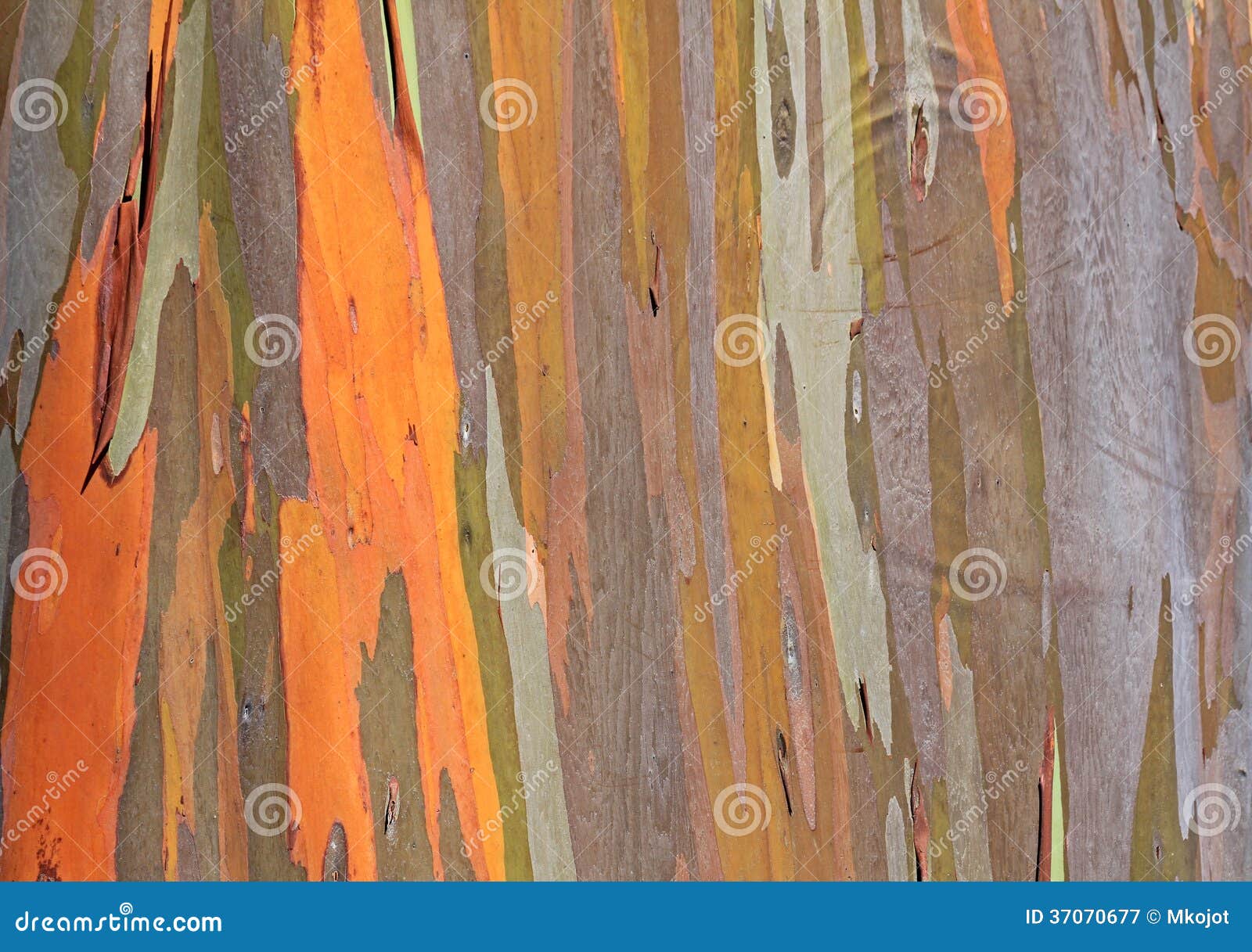 Colorful Texture of Eucalyptus Tree Stock Image - Image of outdoors ...