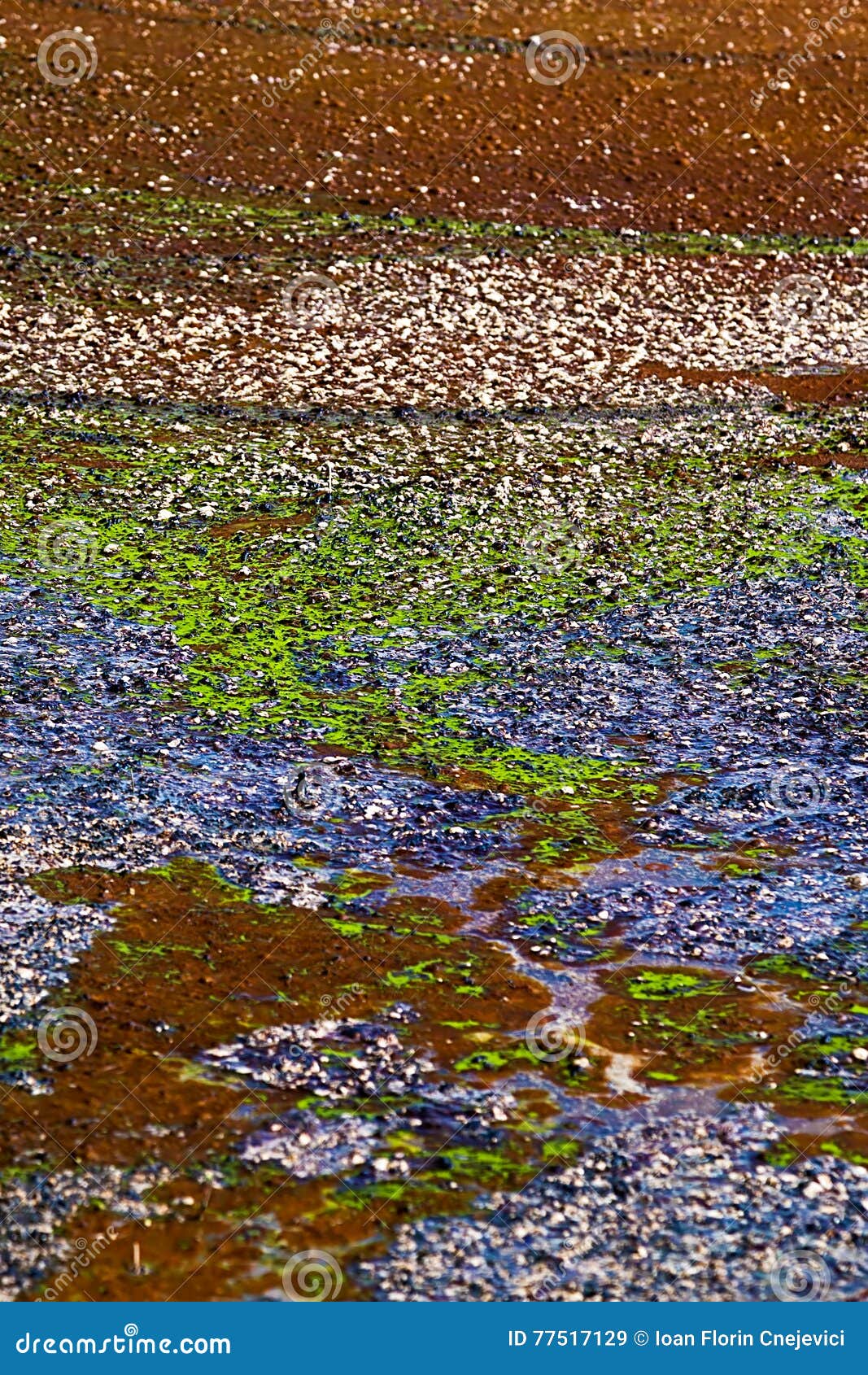Colorful Texture in a Swamp. Stock Image - Image of environment ...