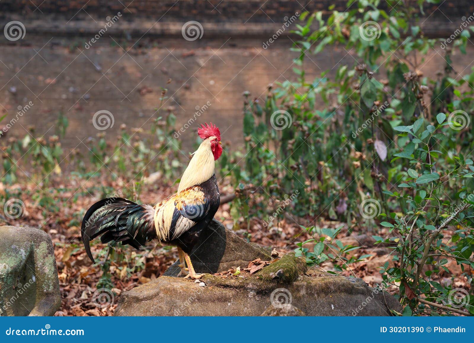 Colorful thai rooster stock photo. Image of male, elegant - 30201390