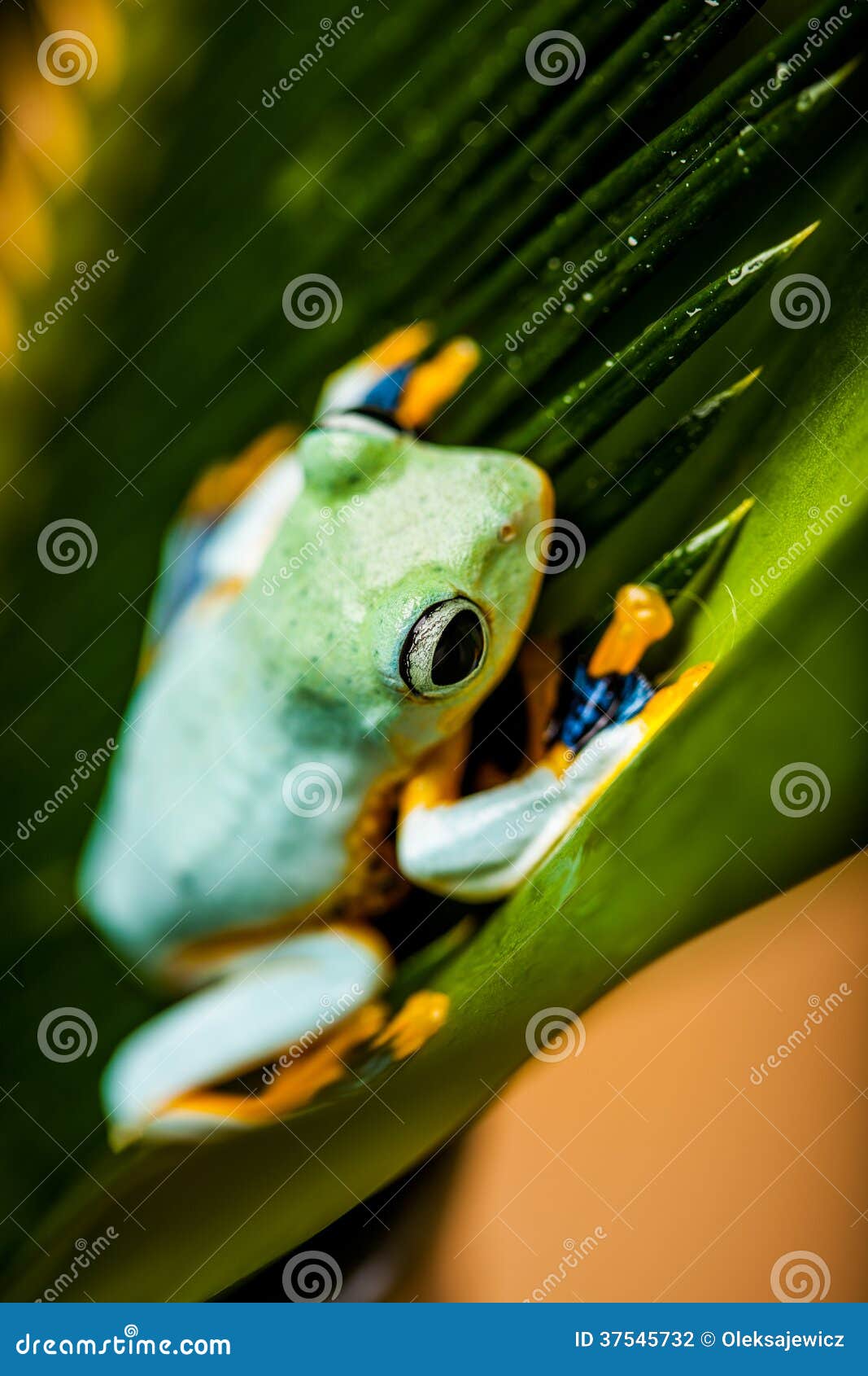 Colorful Theme of Exotic Frog Stock Photo - Image of cute, macro: 37545732