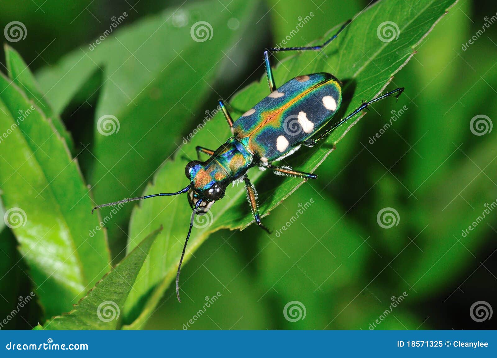 Colorful Tiger Beetle stock image. Image of cosmodela - 18571325