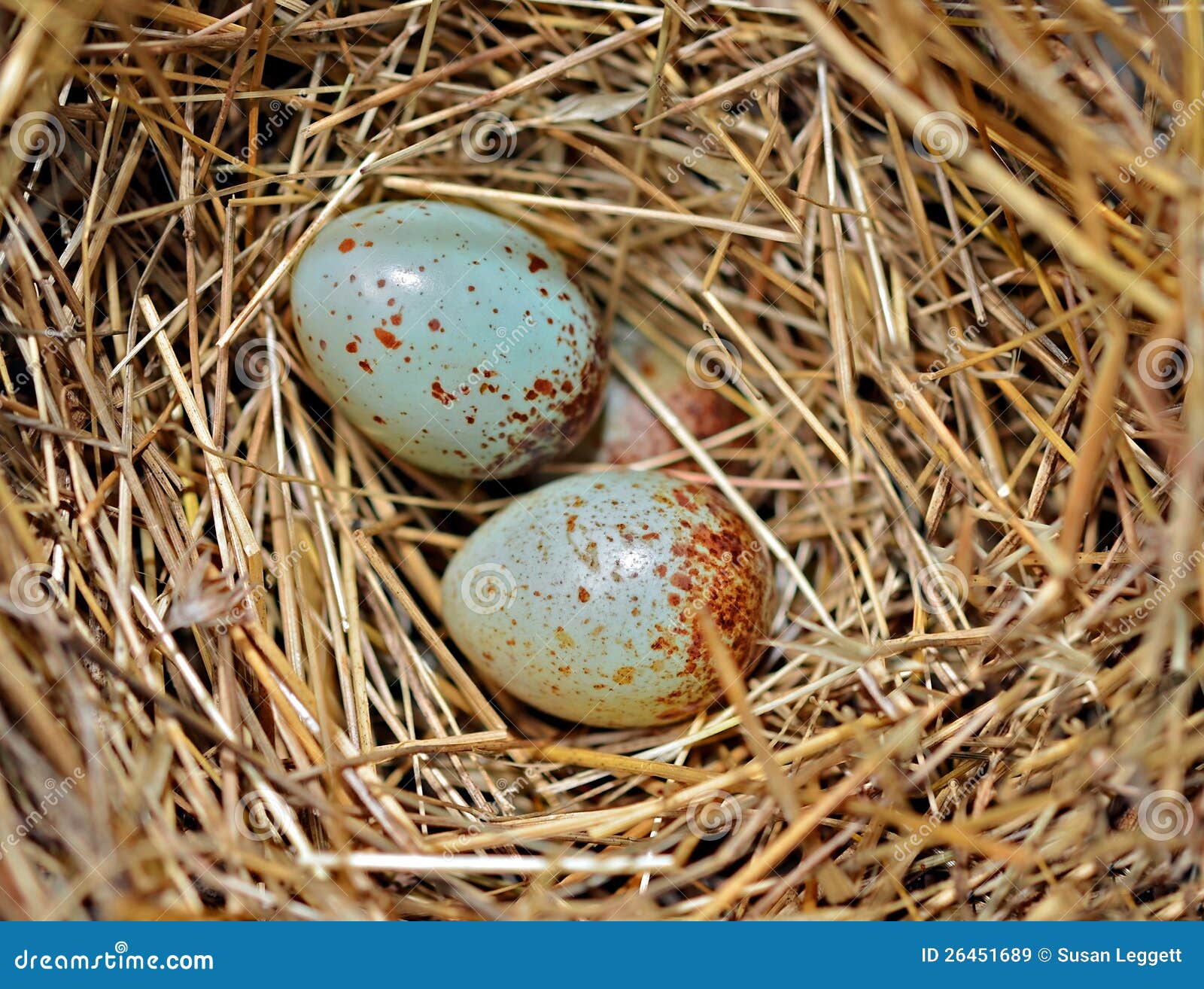 Bird Eggs. Different Kinds Of Bird Eggs Royalty-Free Stock Photo ...