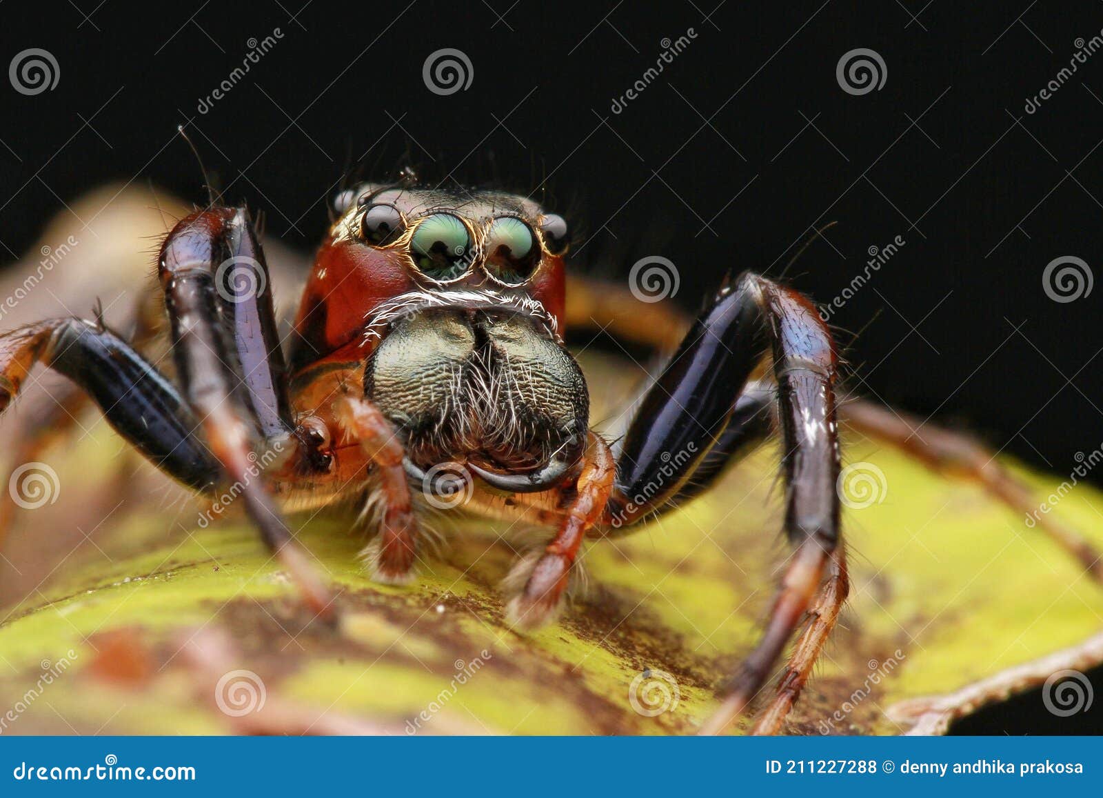 Colorful Tiny Jumping Spider Stock Photo - Image of pollen, animal ...