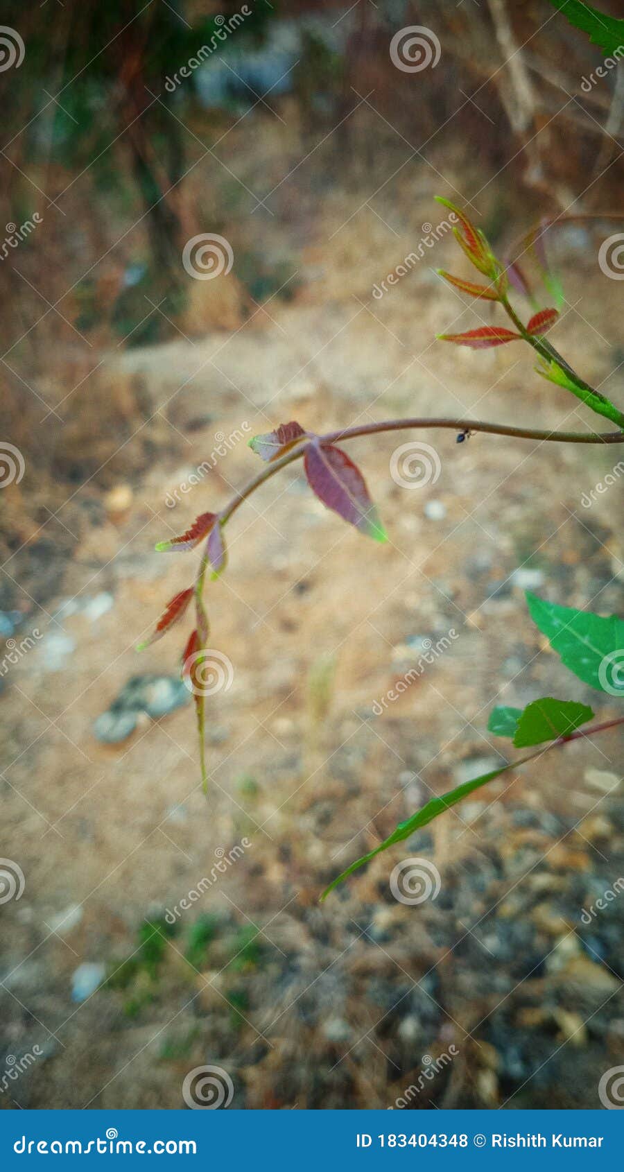 Colorful Tiny Leaves in a Beautiful Garden. Stock Photo - Image of ...