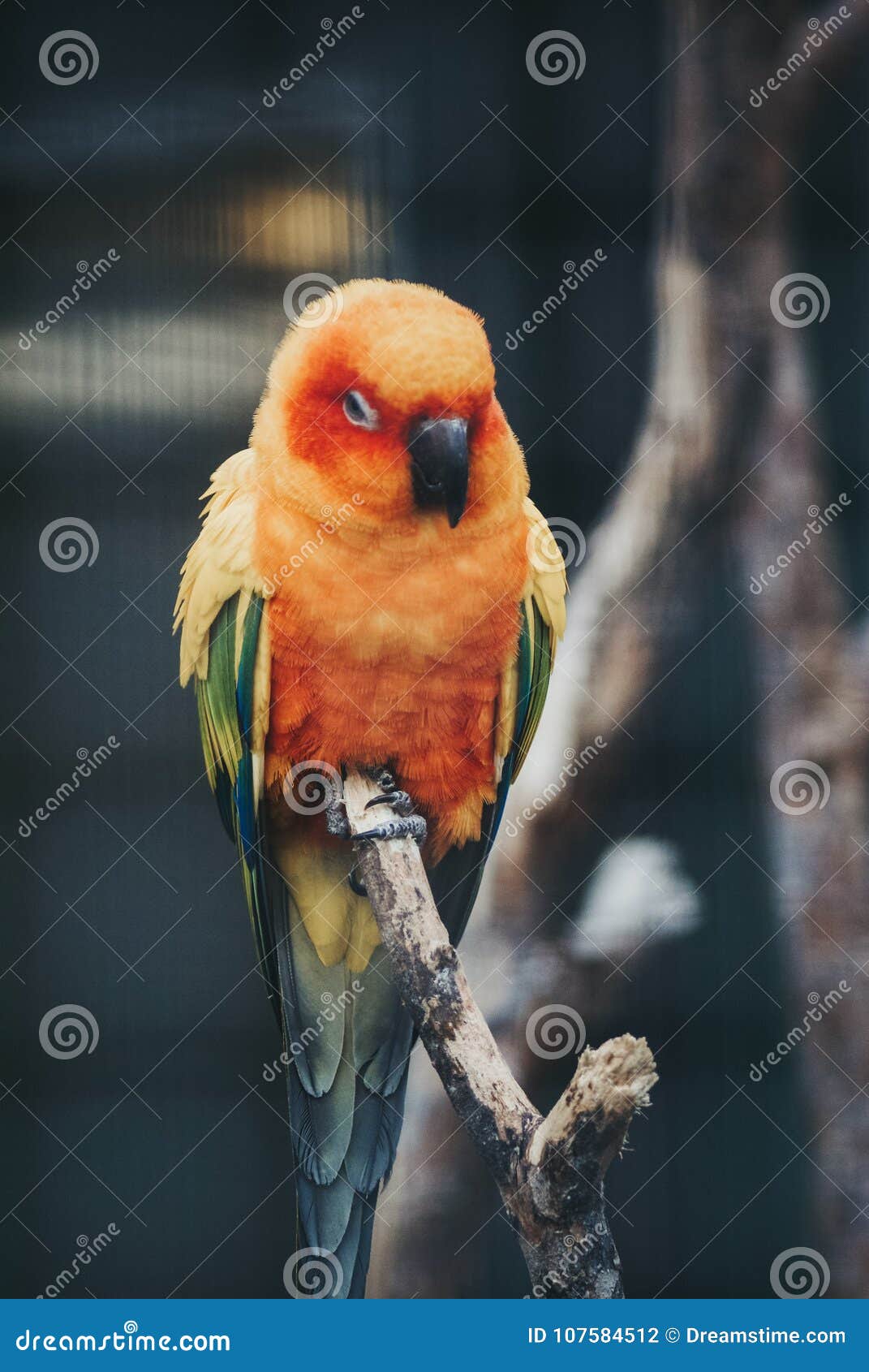 Colorful Tiny Parrot Bird Sitting on a Brown Tree in Zoo Stock Photo ...