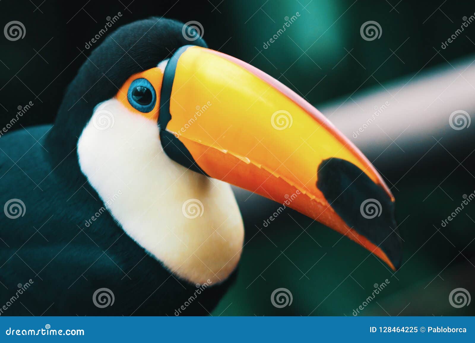 Toco toucan stock image. Image of bright, head, toucan - 128464225