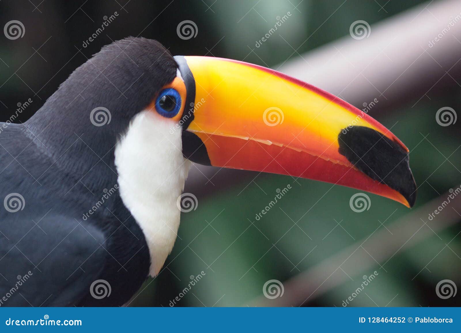 Toco toucan stock photo. Image of beak, tucan, nature - 128464252