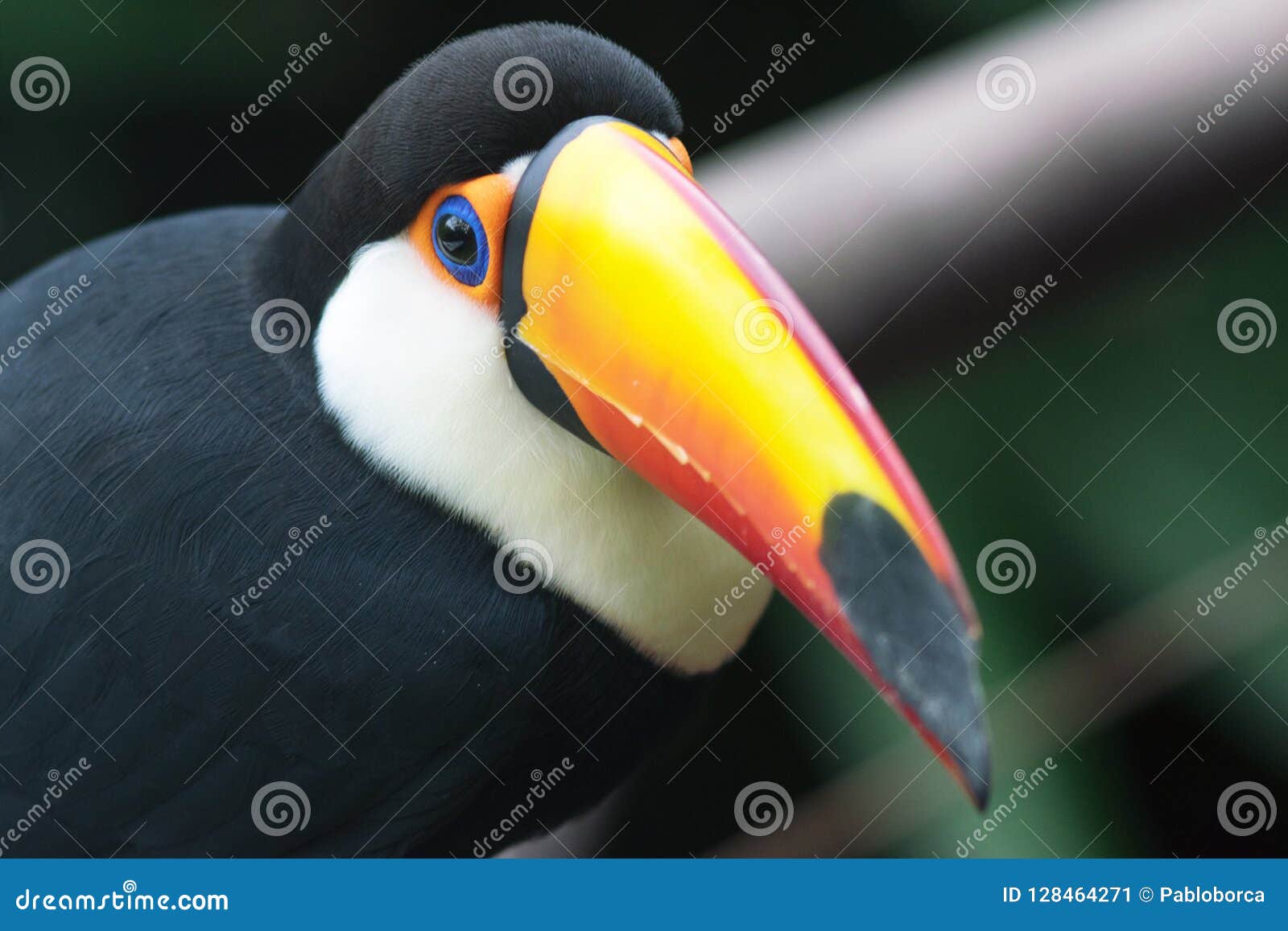 Toco toucan stock image. Image of branch, beautiful - 128464271