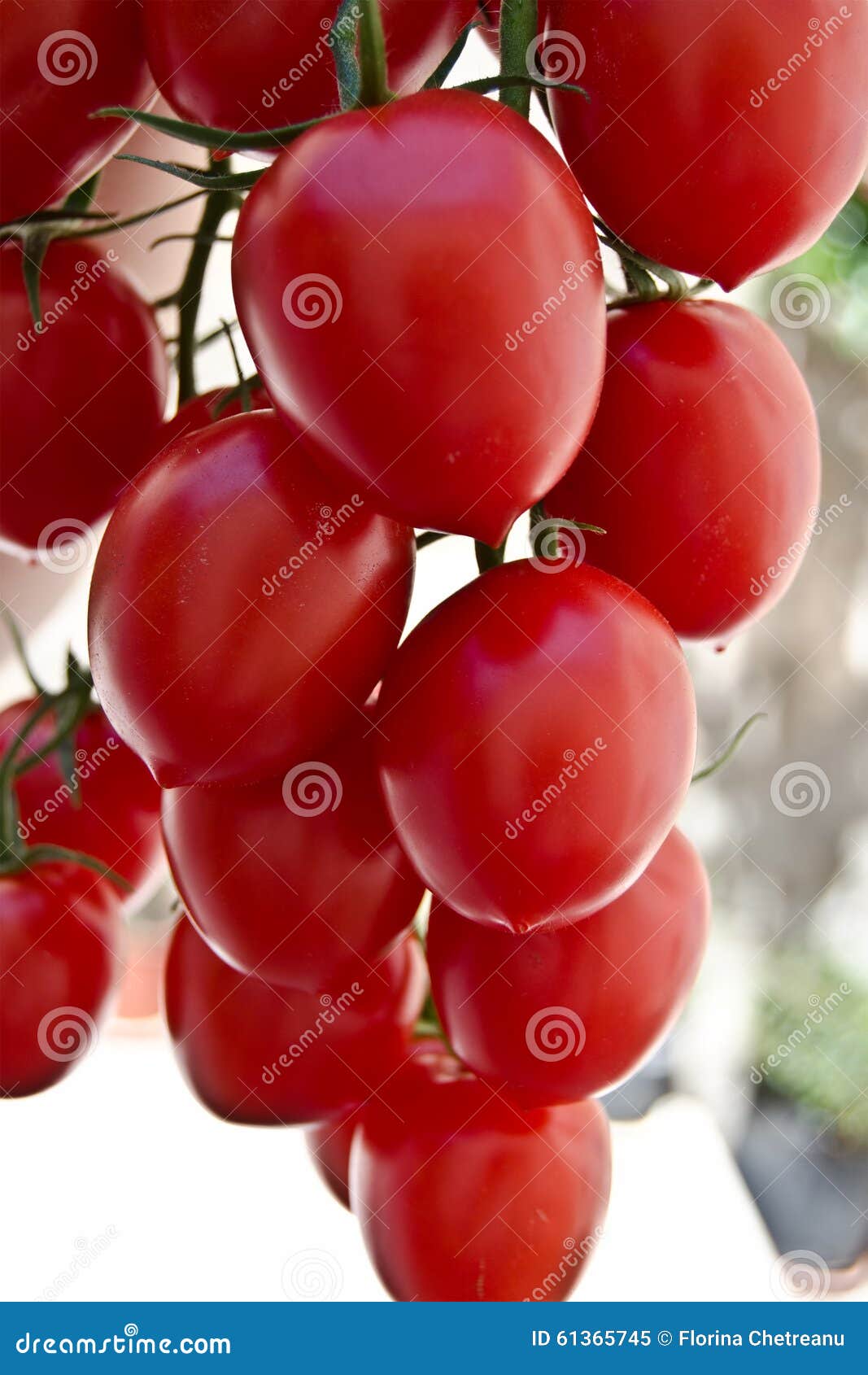 Colorful tomato stock image. Image of natural, background - 61365745