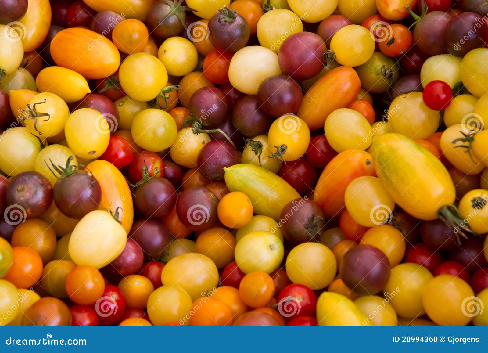 Colorful tomatoes stock photo. Image of summer, eating - 20994360