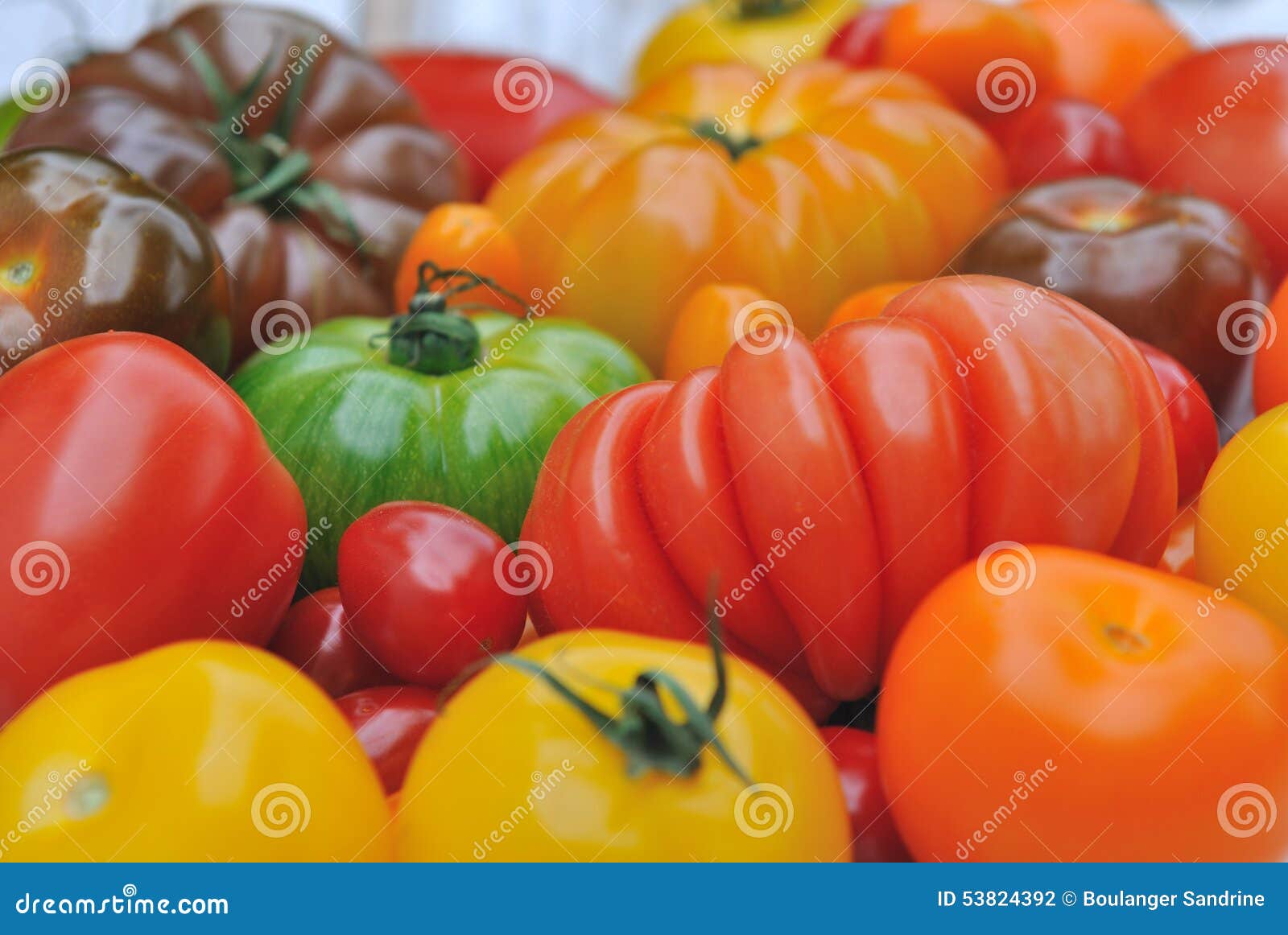 Colorful tomatoes stock photo. Image of fresh, tomatoes - 53824392