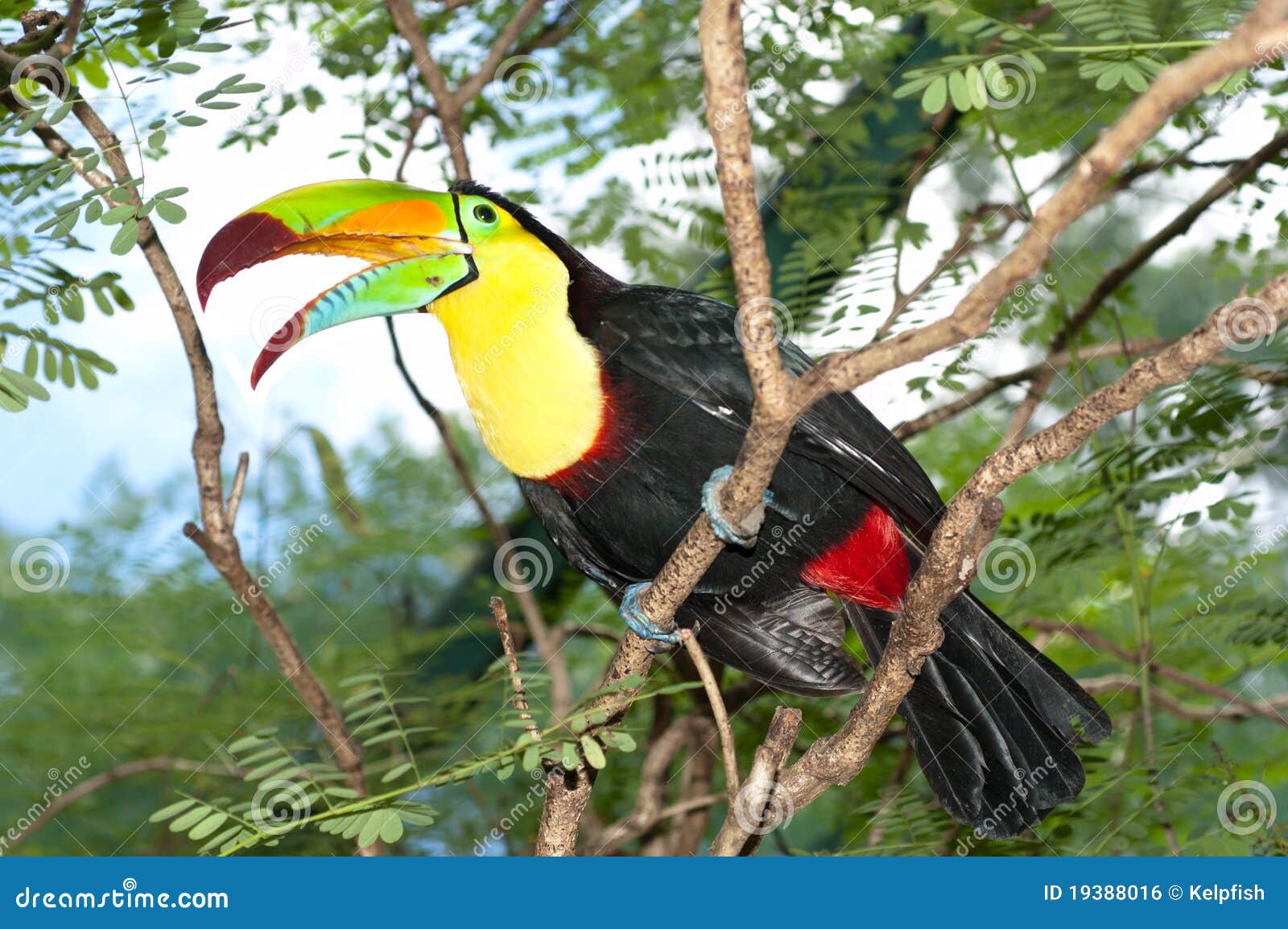 Colorful Toucan stock photo. Image of colored, perched - 19388016