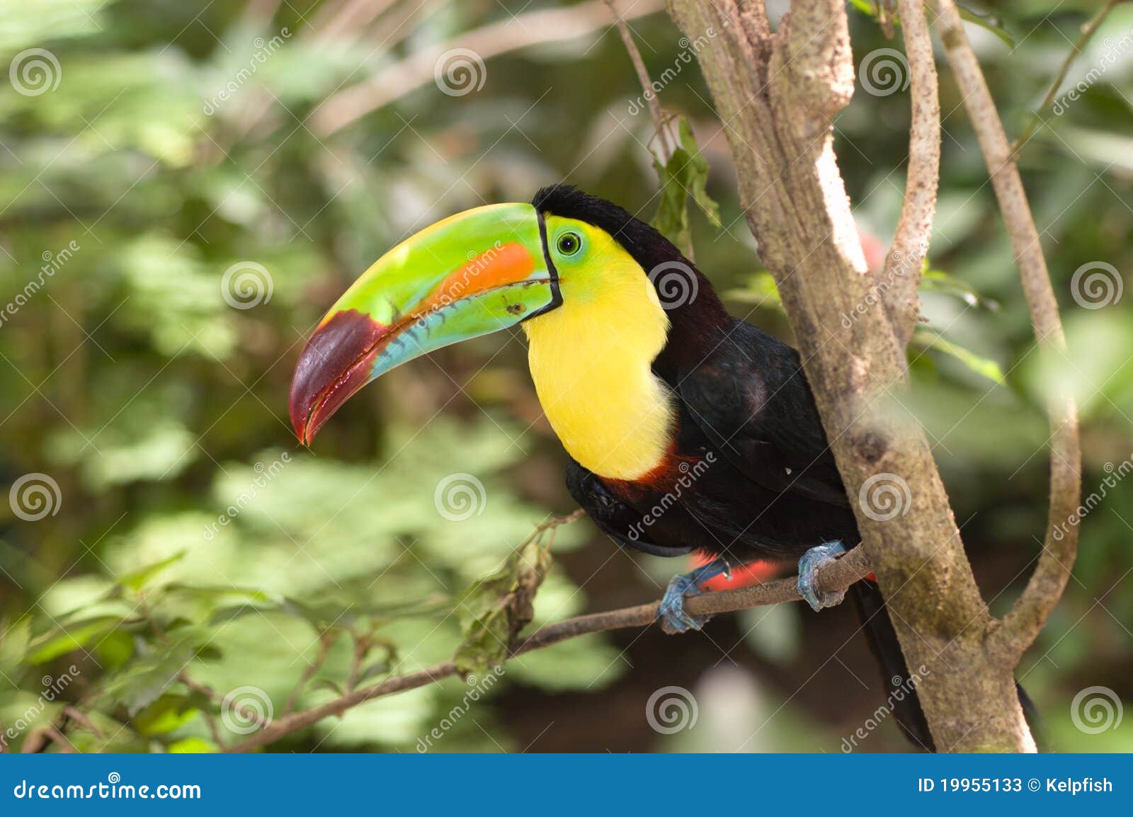 Colorful Toucan stock image. Image of perching, beak - 19955133