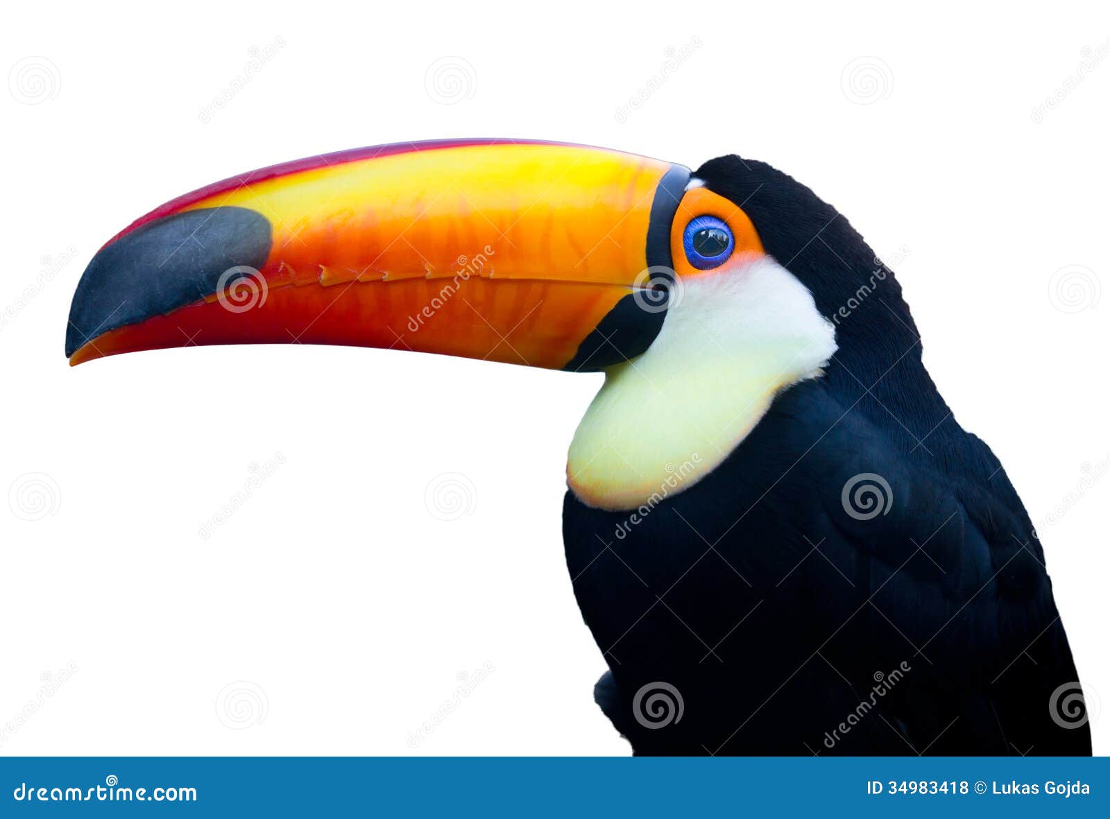 Colorful Toucan Bird stock photo. Image of panama, billed - 34983418