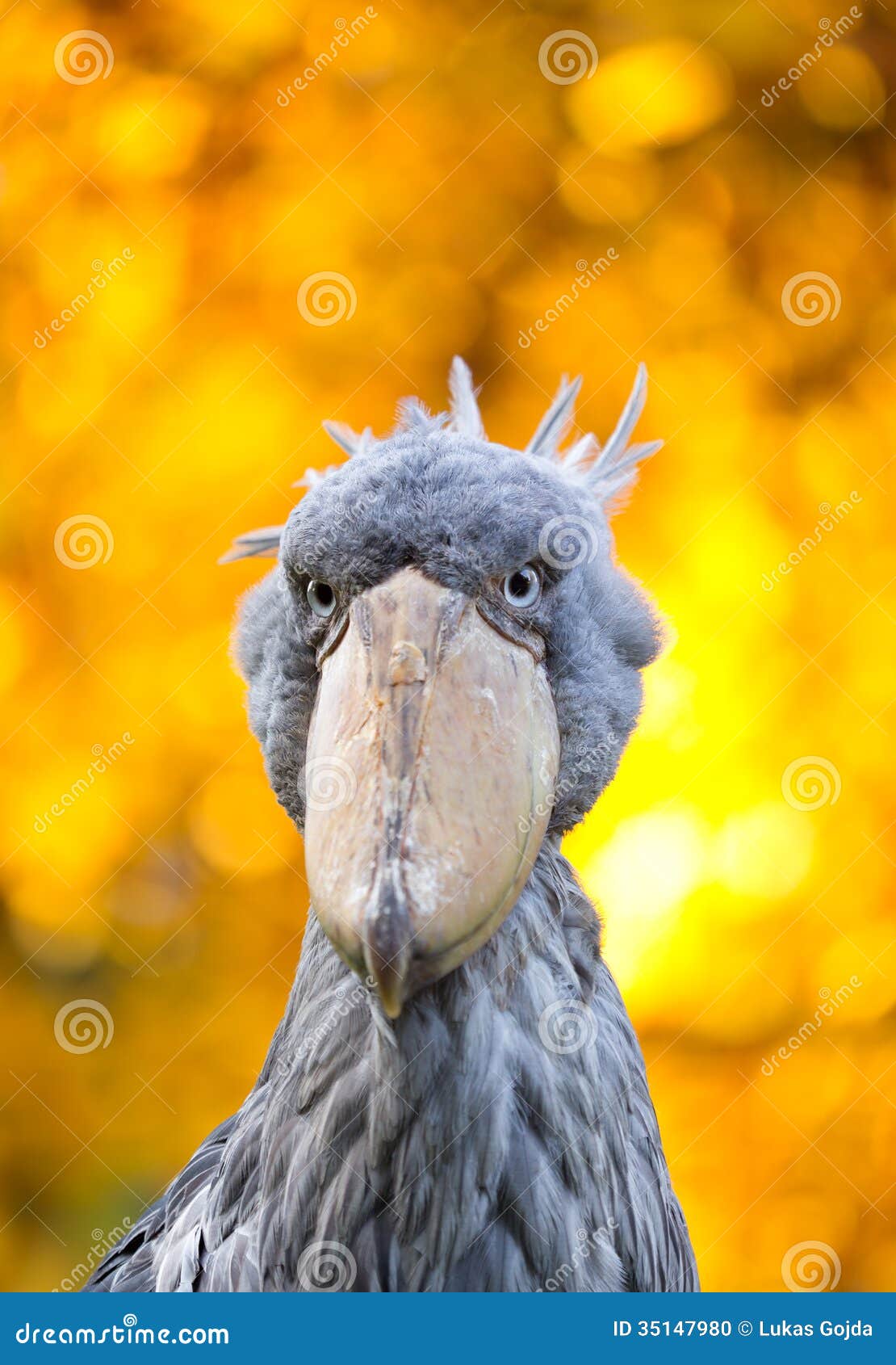 Colorful Toucan Bird stock photo. Image of park, colombia - 35147980