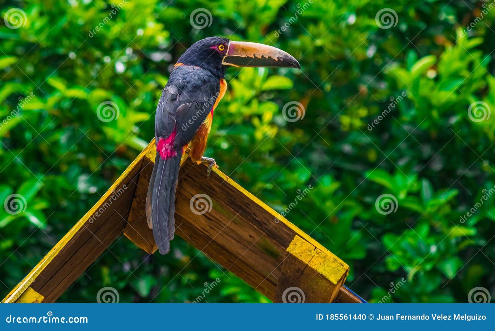 Tropical Colorful Toucan stock photo. Image of fins - 185561440