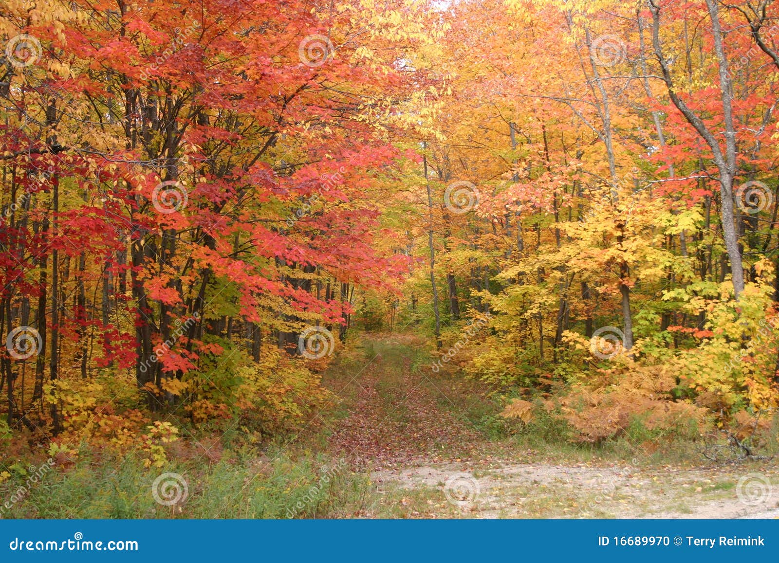 Colorful trail stock photo. Image of forest, plant, tree - 16689970