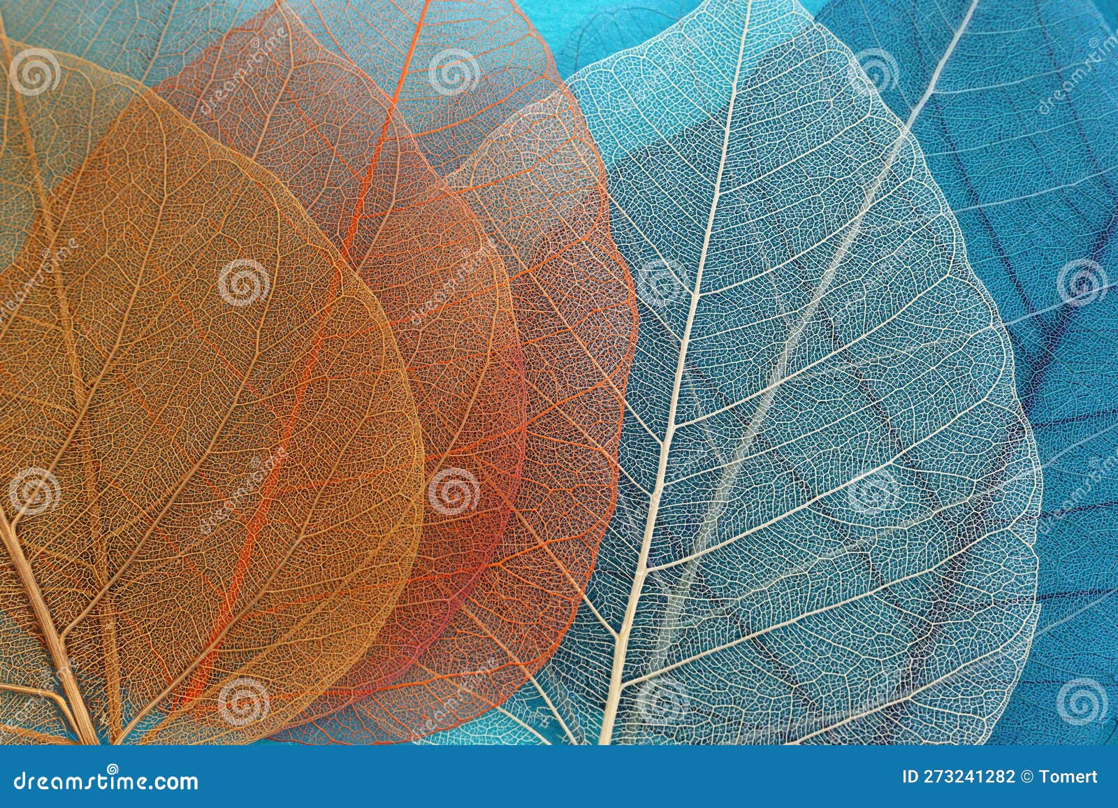 Colorful Transparent and Delicate Skeleton Leaves Stock Photo - Image ...