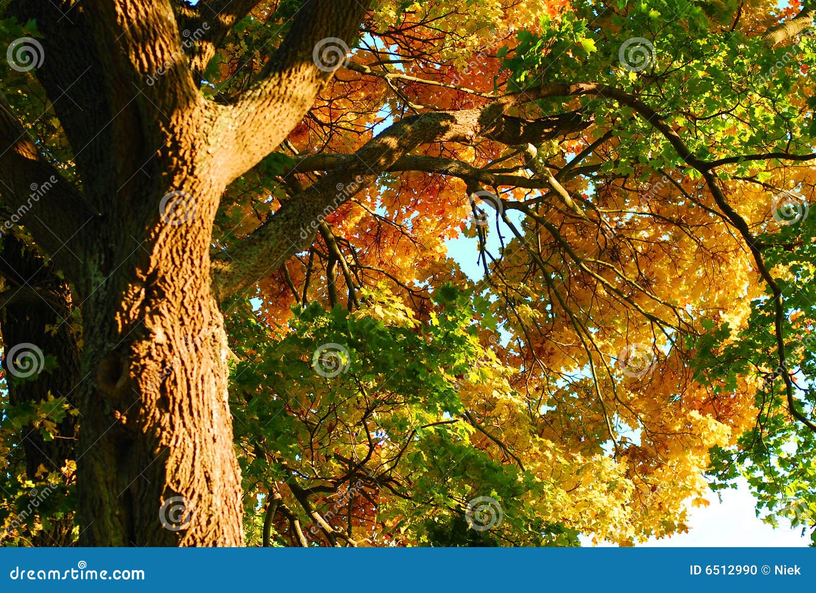 Colorful tree stock photo. Image of rural, flora, season - 6512990