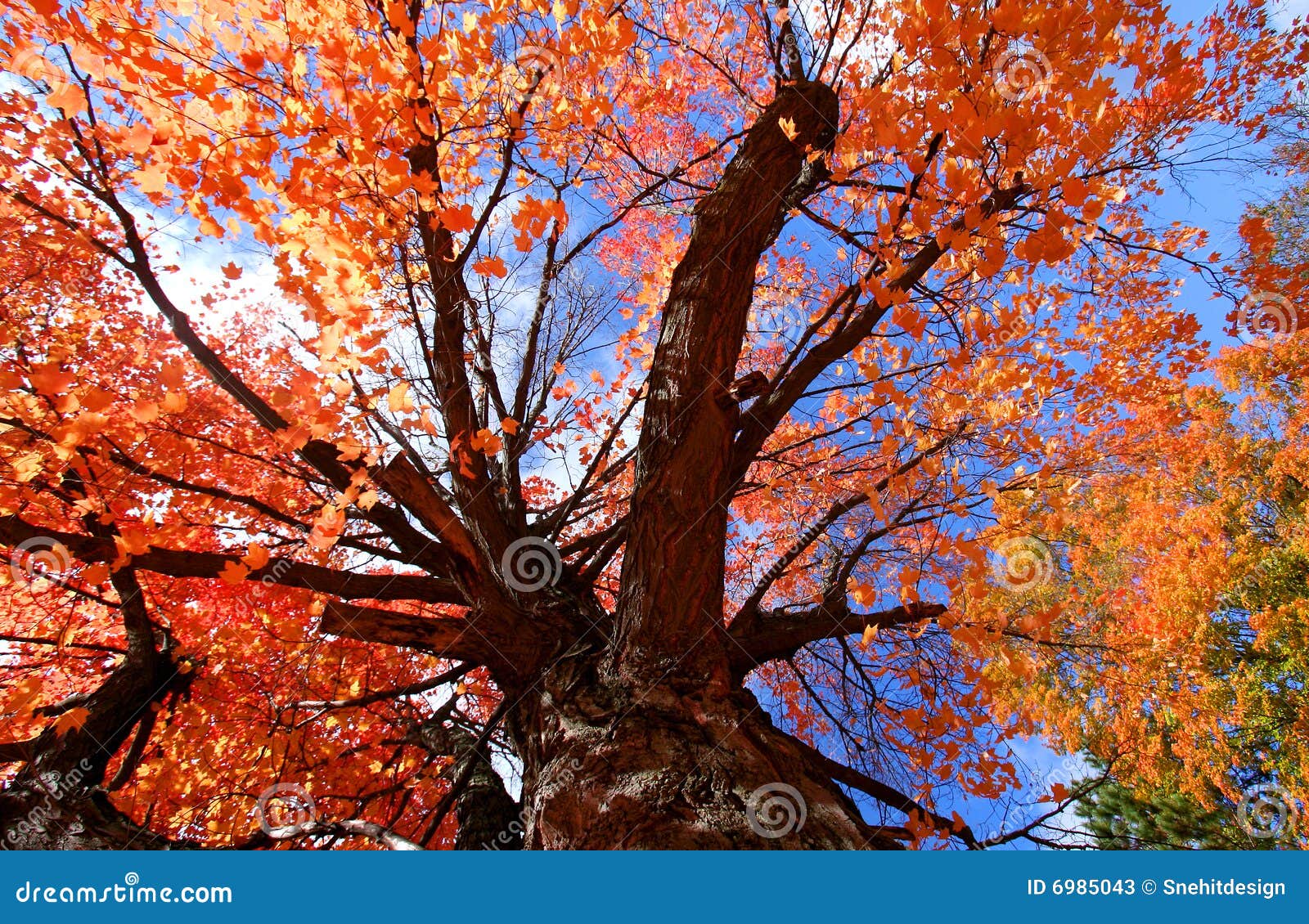 Colorful Tree Stock Photography | CartoonDealer.com #58277474