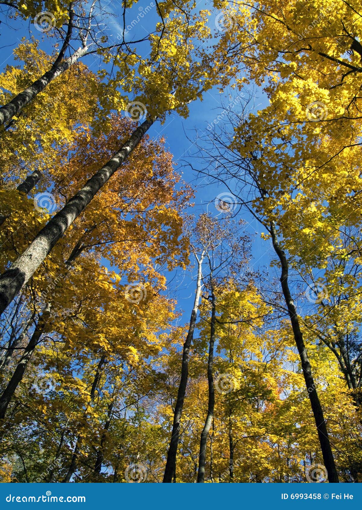 Colorful tree stock photo. Image of tree, blue, colorful - 6993458