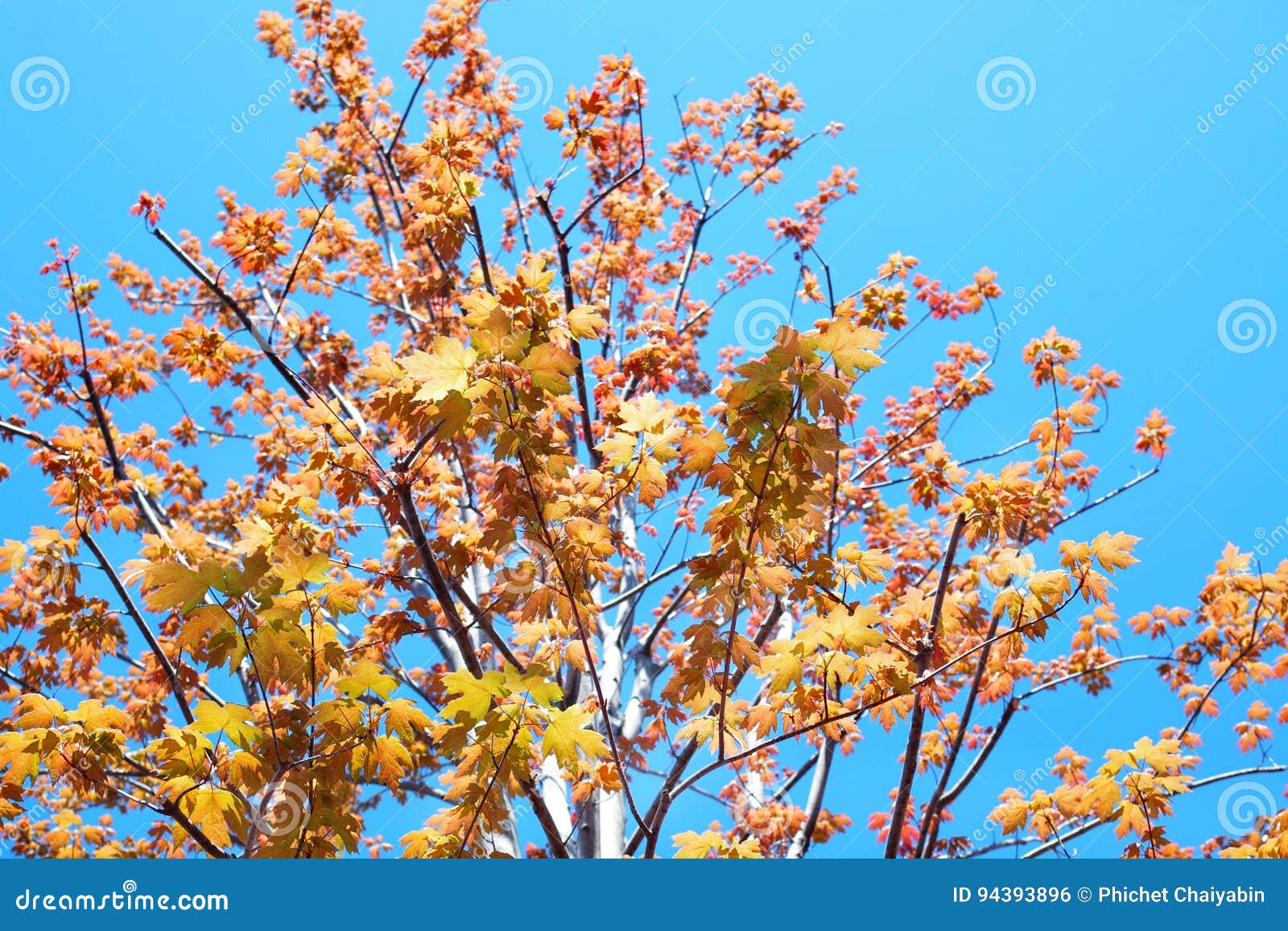 Tree stock photo. Image of sunset, blue, maple, tree - 94393896