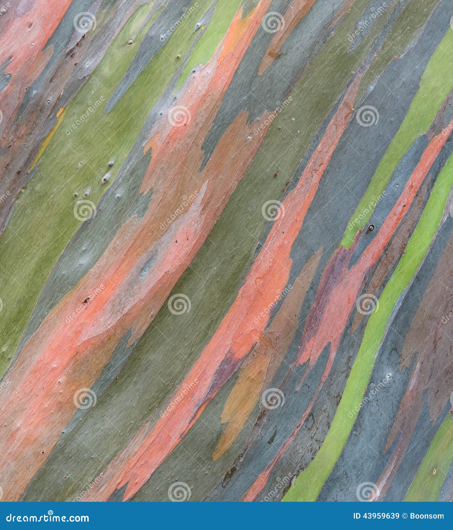 Colorful Tree Bark Background Stock Image - Image of plant, mindanao ...
