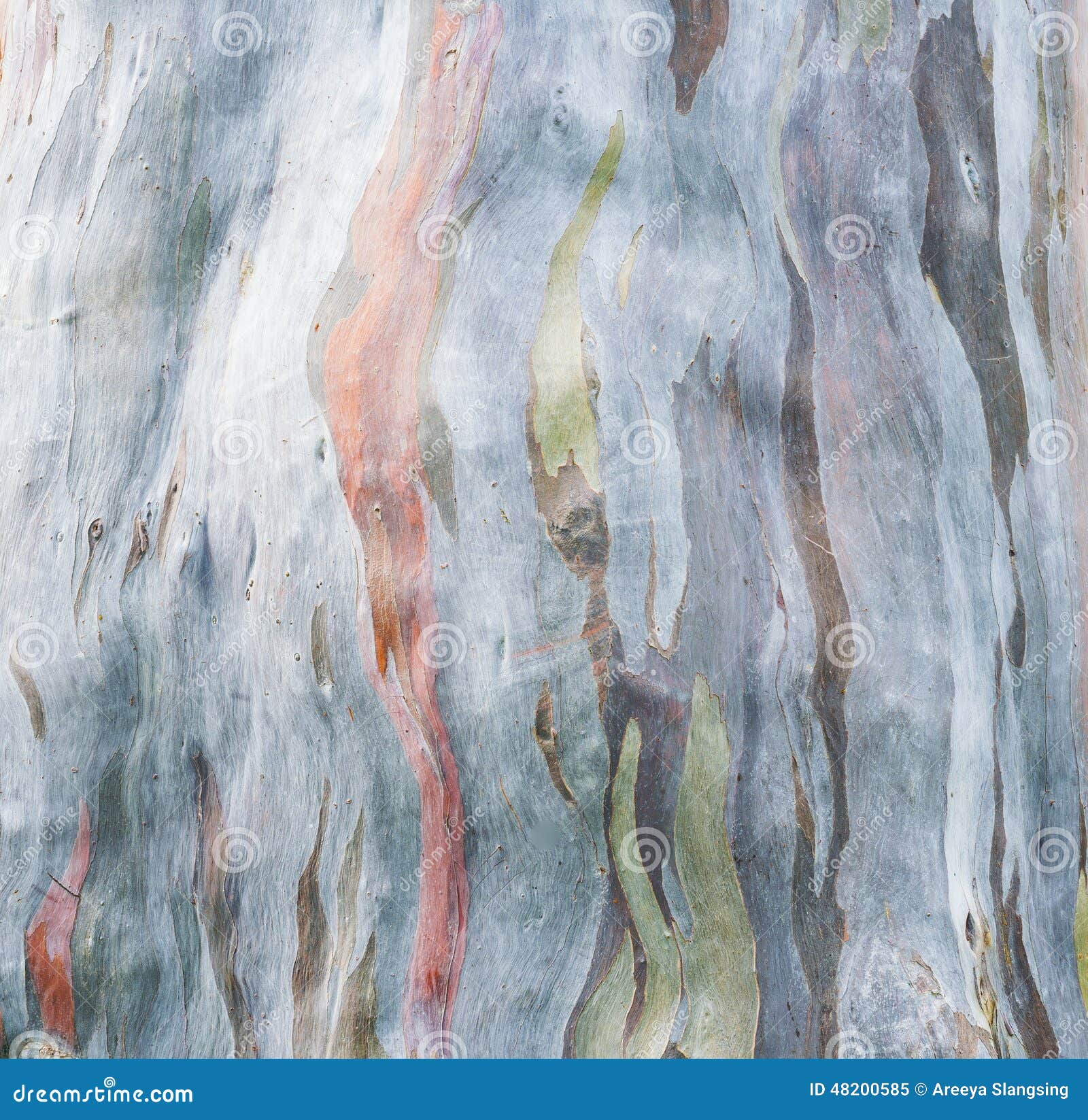 Colorful tree bark stock image. Image of trunk, surface - 48200585