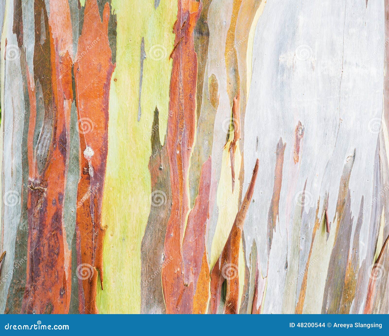 Colorful Tree Bark on Nature Stock Photo - Image of plank, timber: 48200544