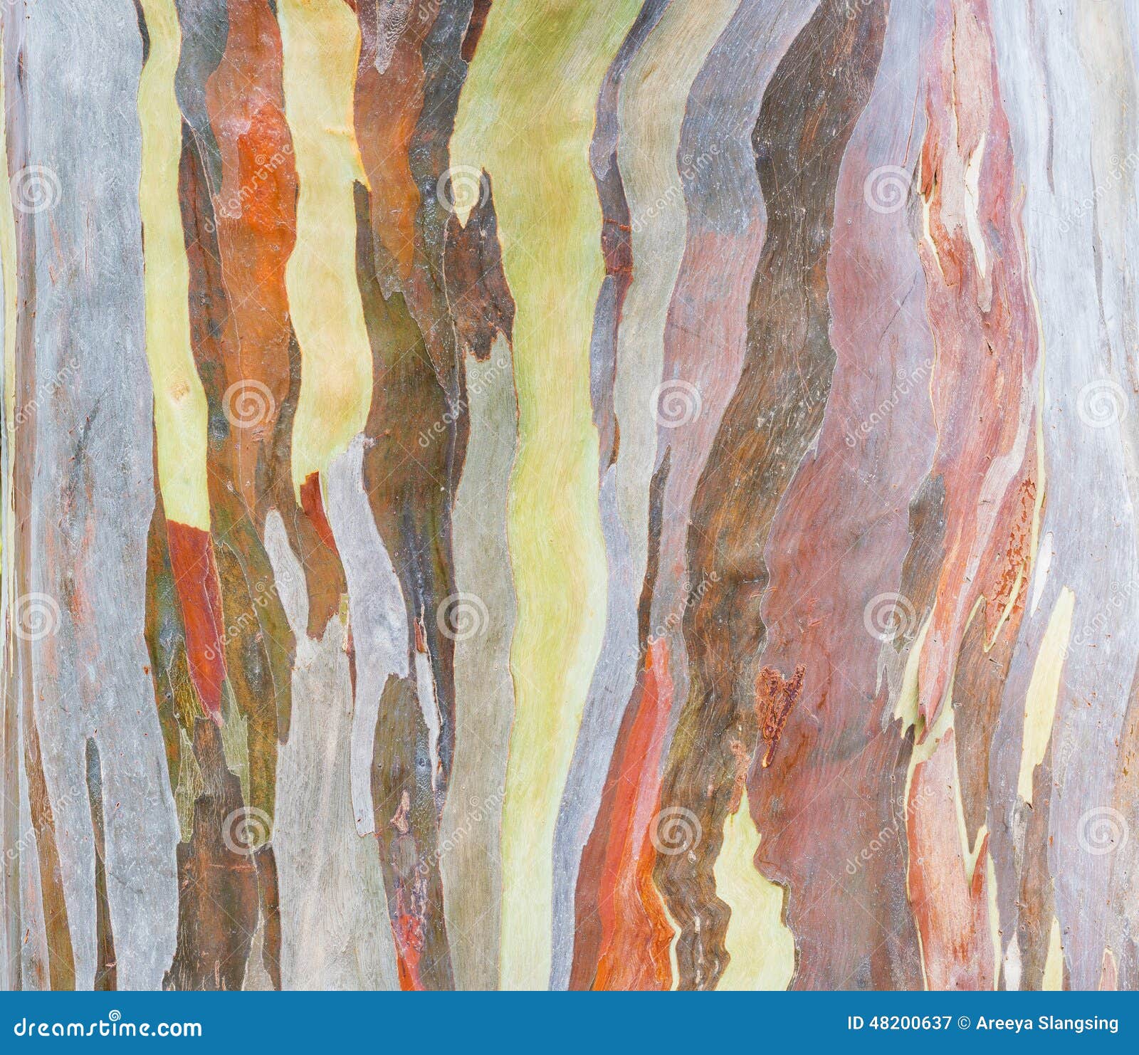Colorful Tree Bark on Nature Stock Image - Image of striped, natural ...