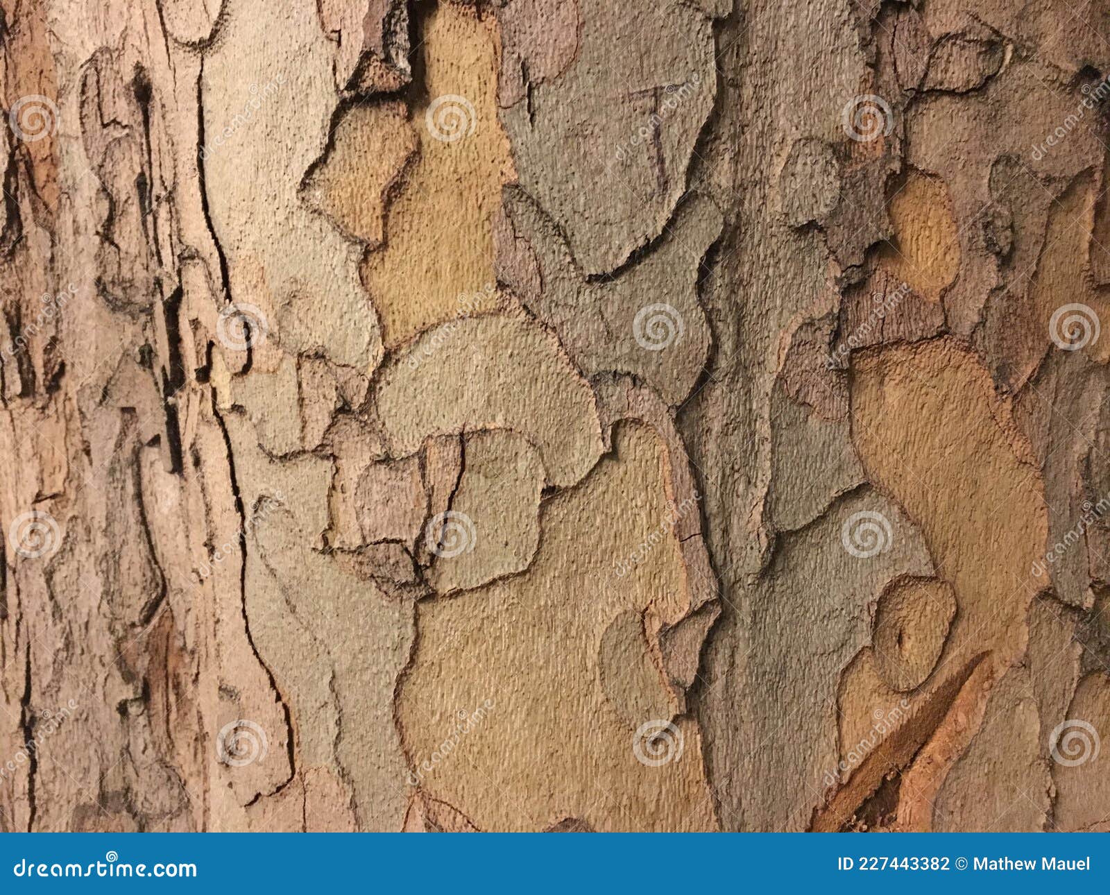 Colorful Tree Bark stock photo. Image of soil, close - 227443382