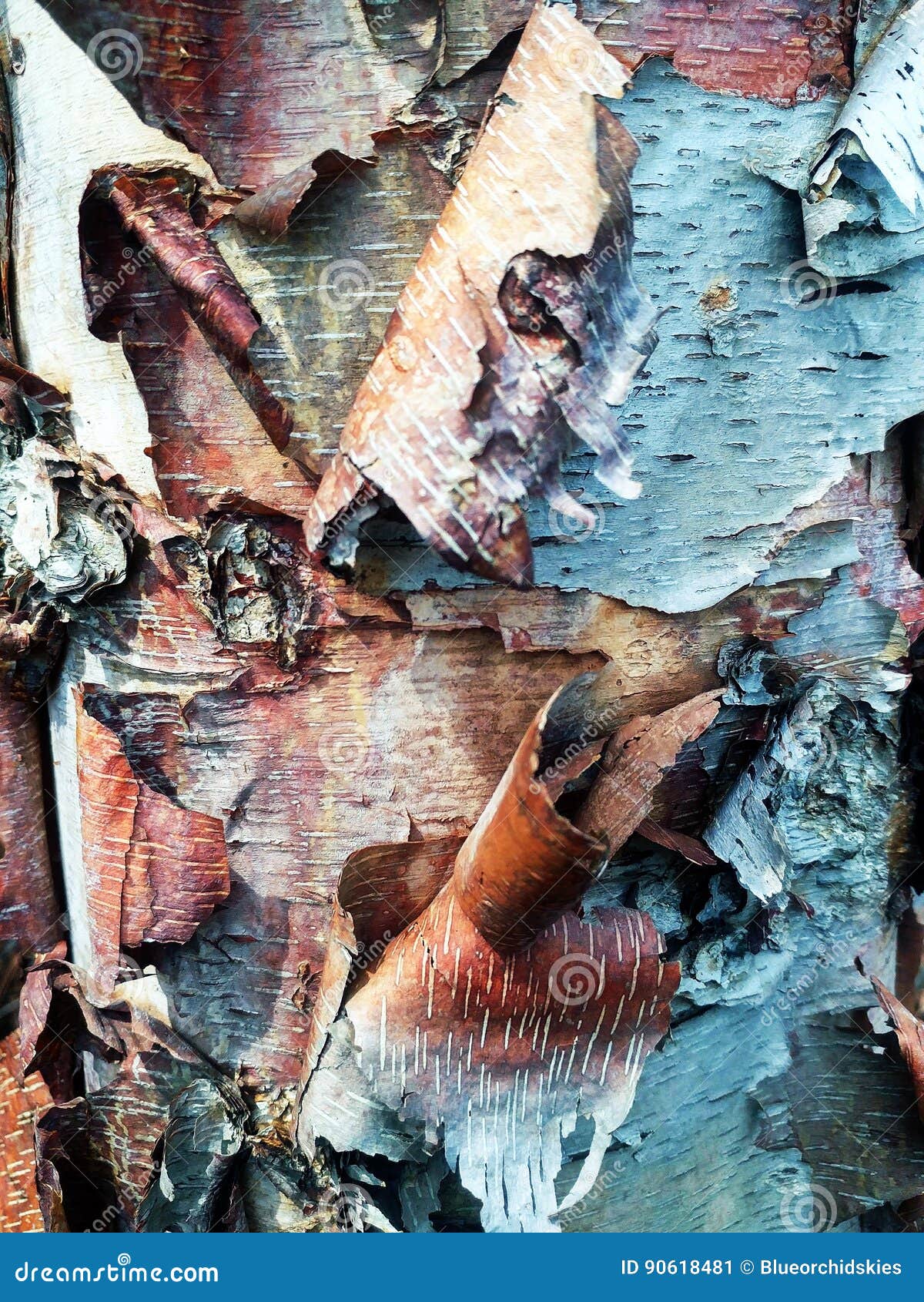 Colorful Tree Bark Texture Clip Art Stock Illustration - Illustration ...