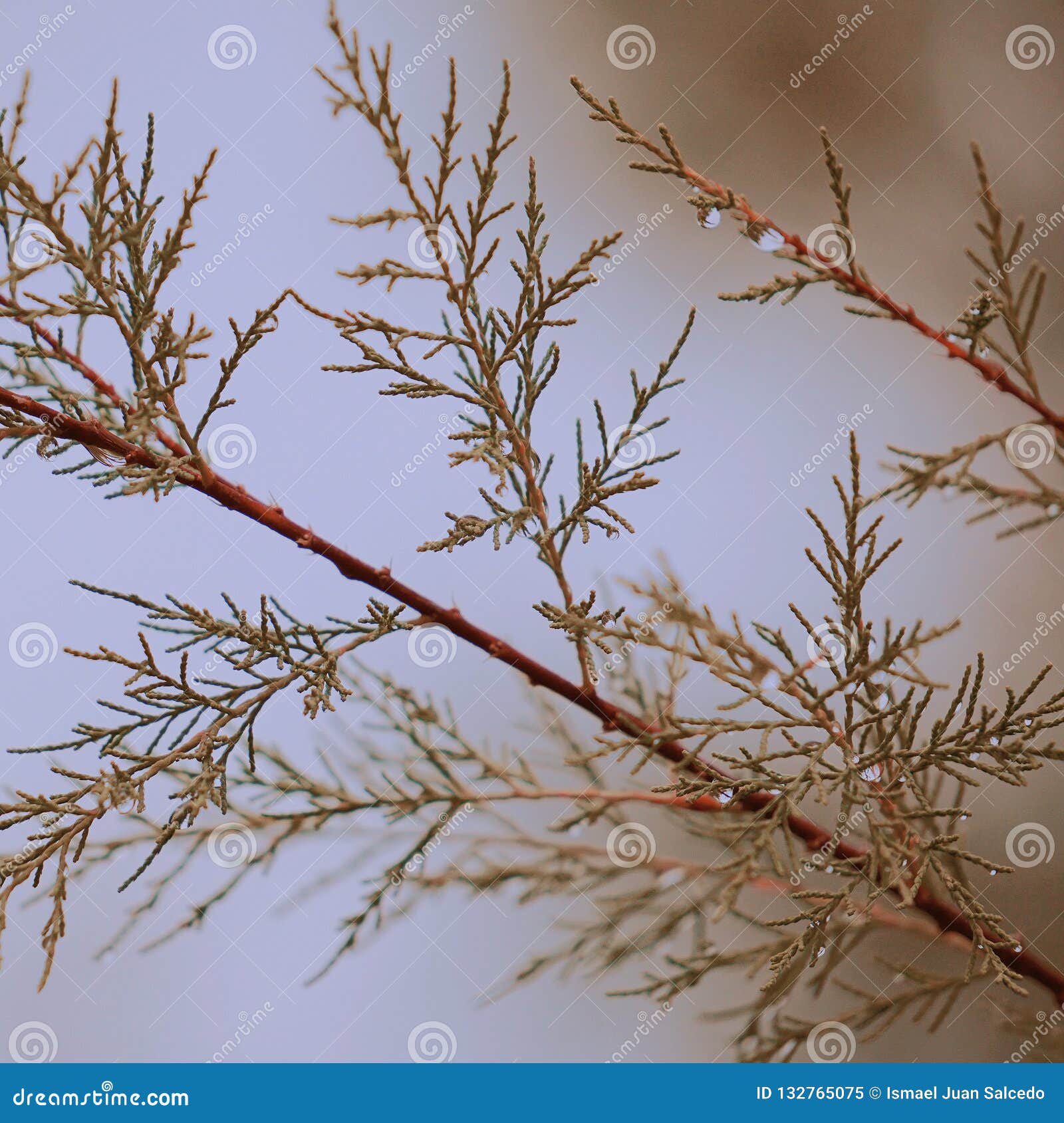 The Colorful Tree Branches in the Park Stock Image - Image of beautiful ...