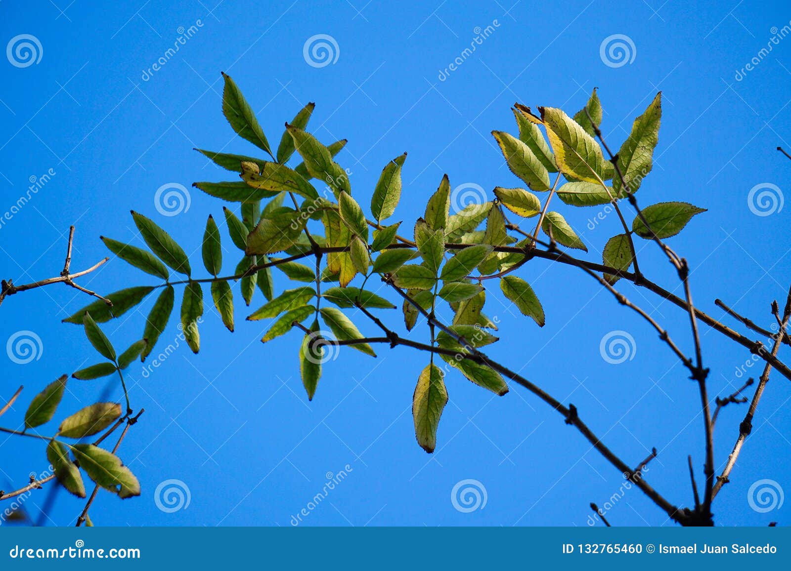 The Colorful Tree Branches in the Park Stock Photo - Image of nature ...