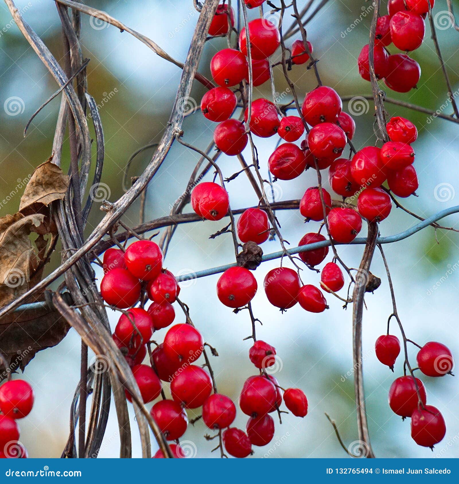 The Colorful Tree Branches in the Park Stock Photo - Image of leaves ...
