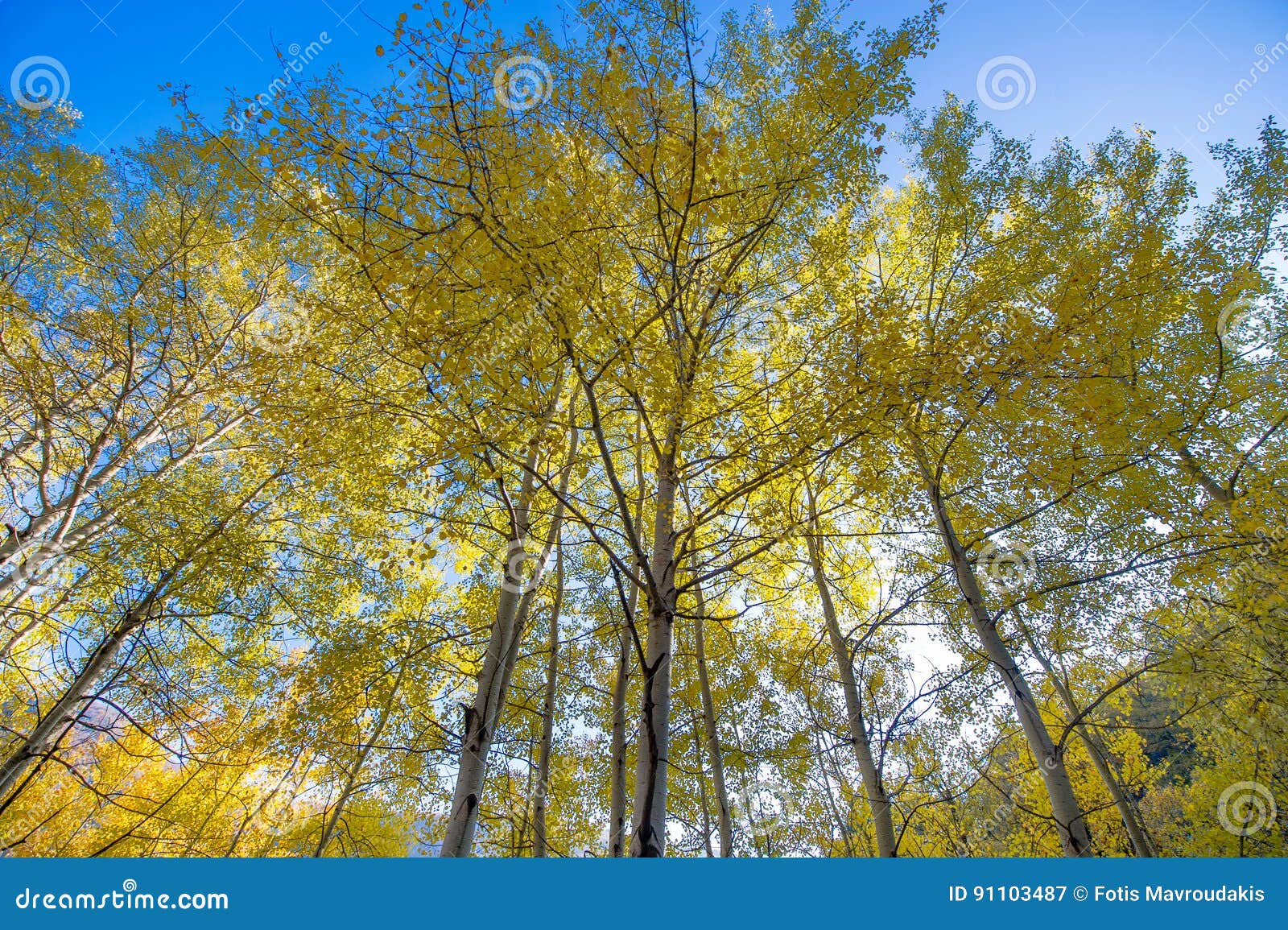 Autumn tree canopy stock image. Image of beech, greenery - 91103487
