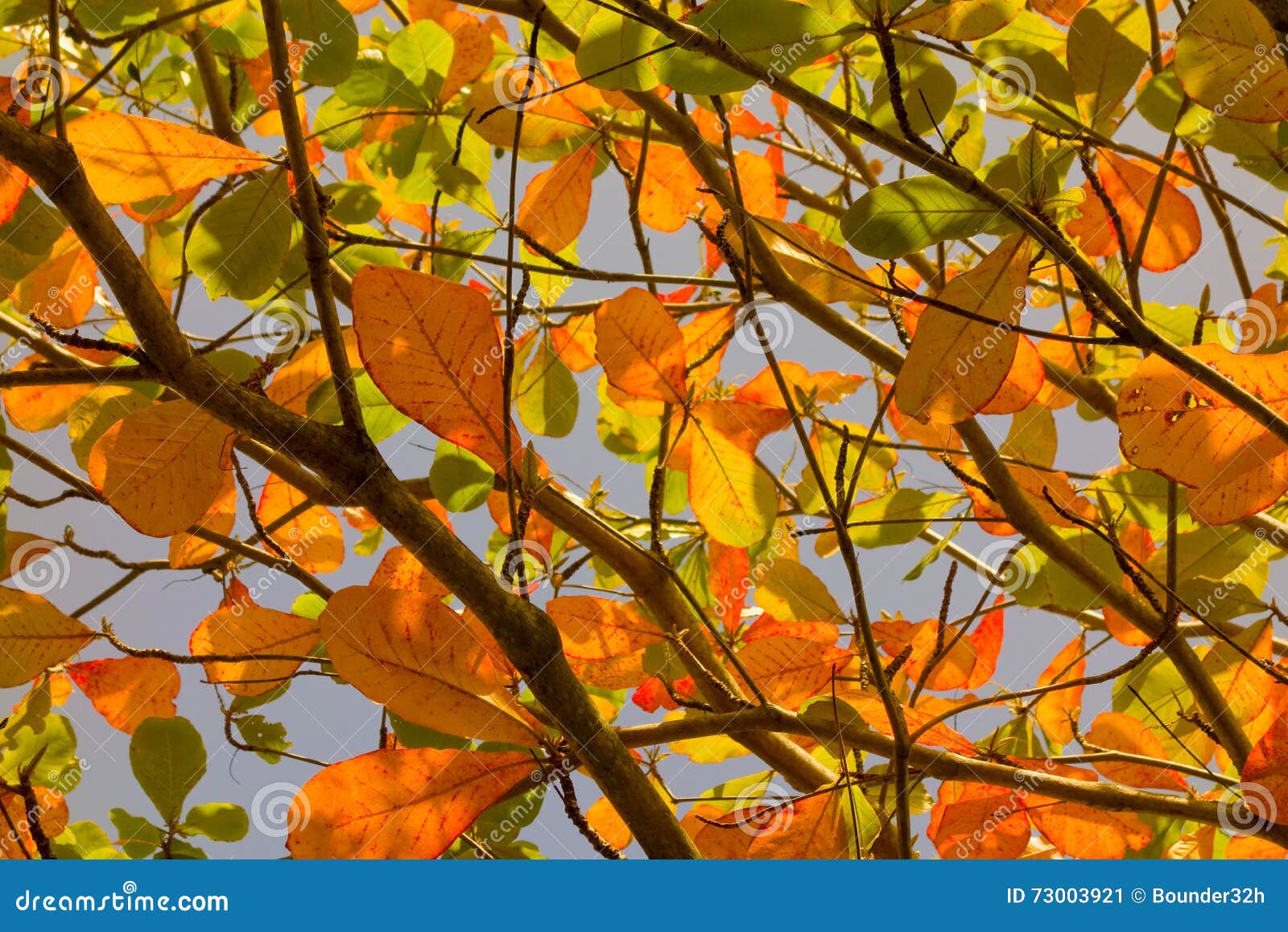 A Colorful Tree in the Caribbean Stock Image - Image of pretty ...