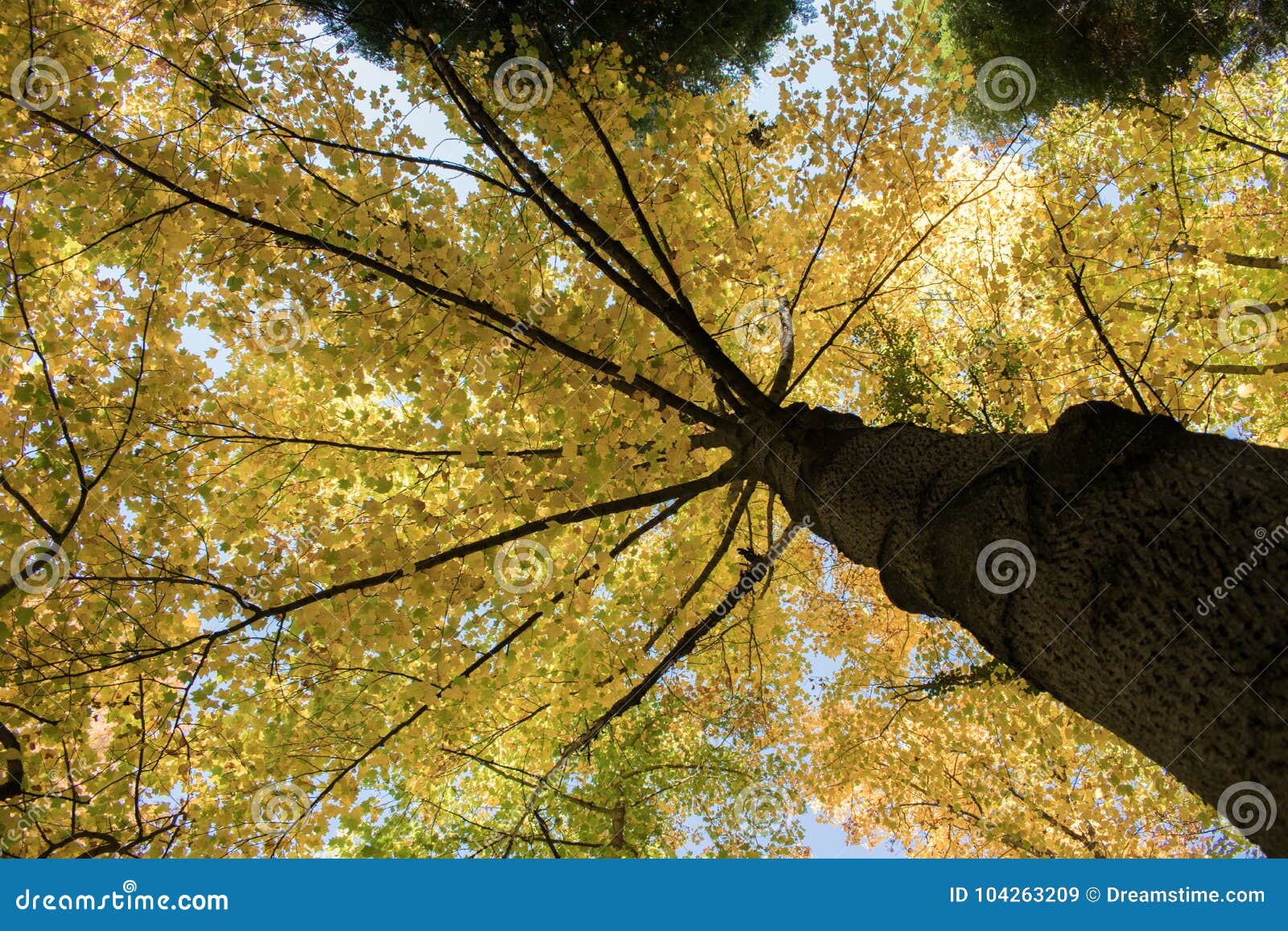 TATA TEA Tree Plantation At Kerala Royalty-Free Stock Photo ...