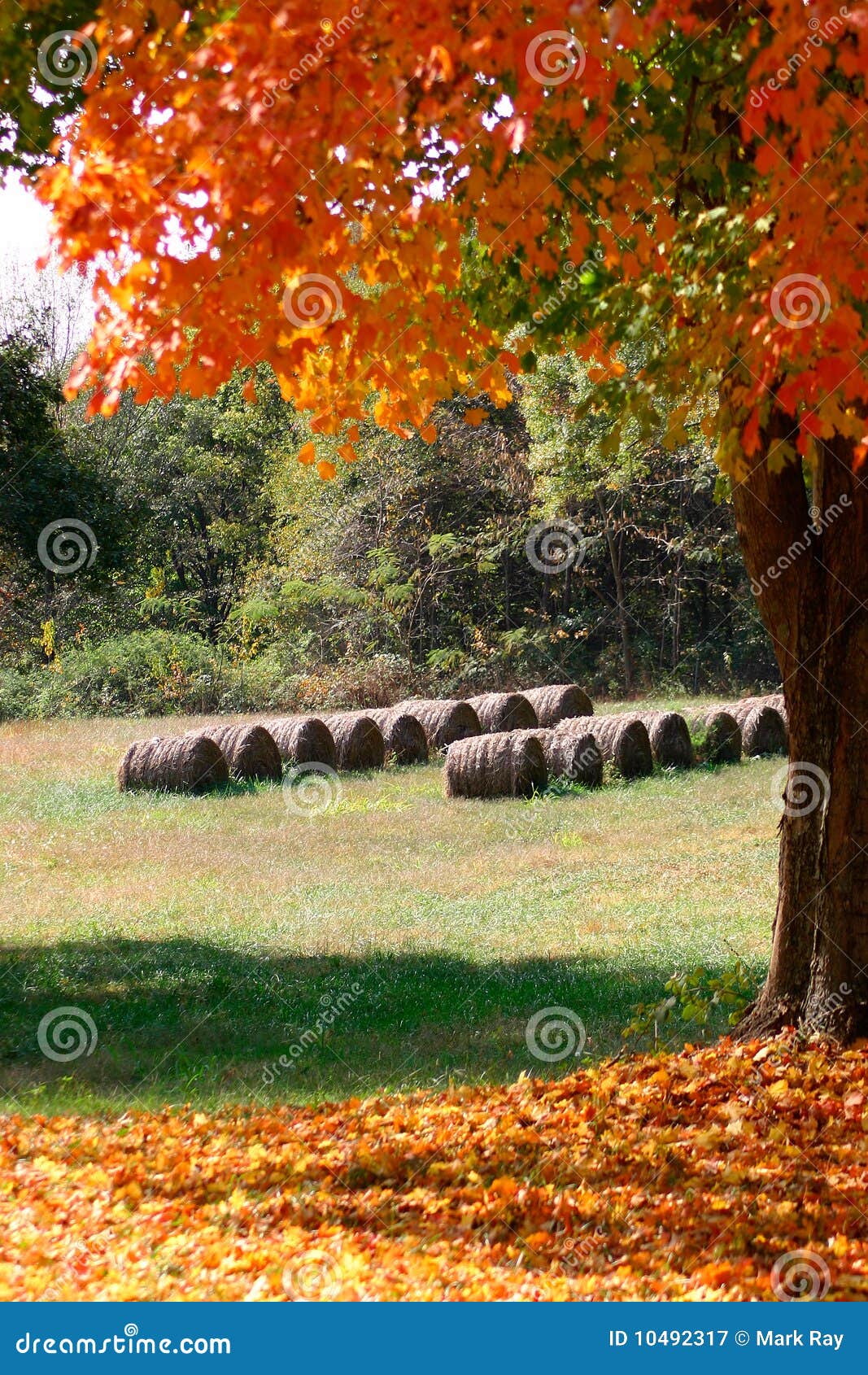 Colorful Tree on Farm stock image. Image of color, farm - 10492317