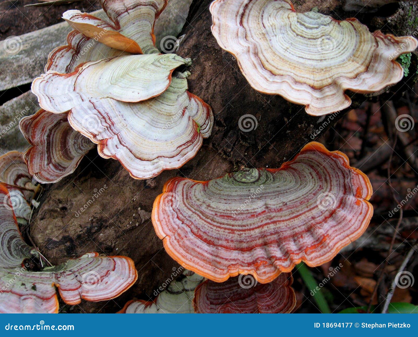 Colorful tree fungi stock image. Image of spores, season - 18694177