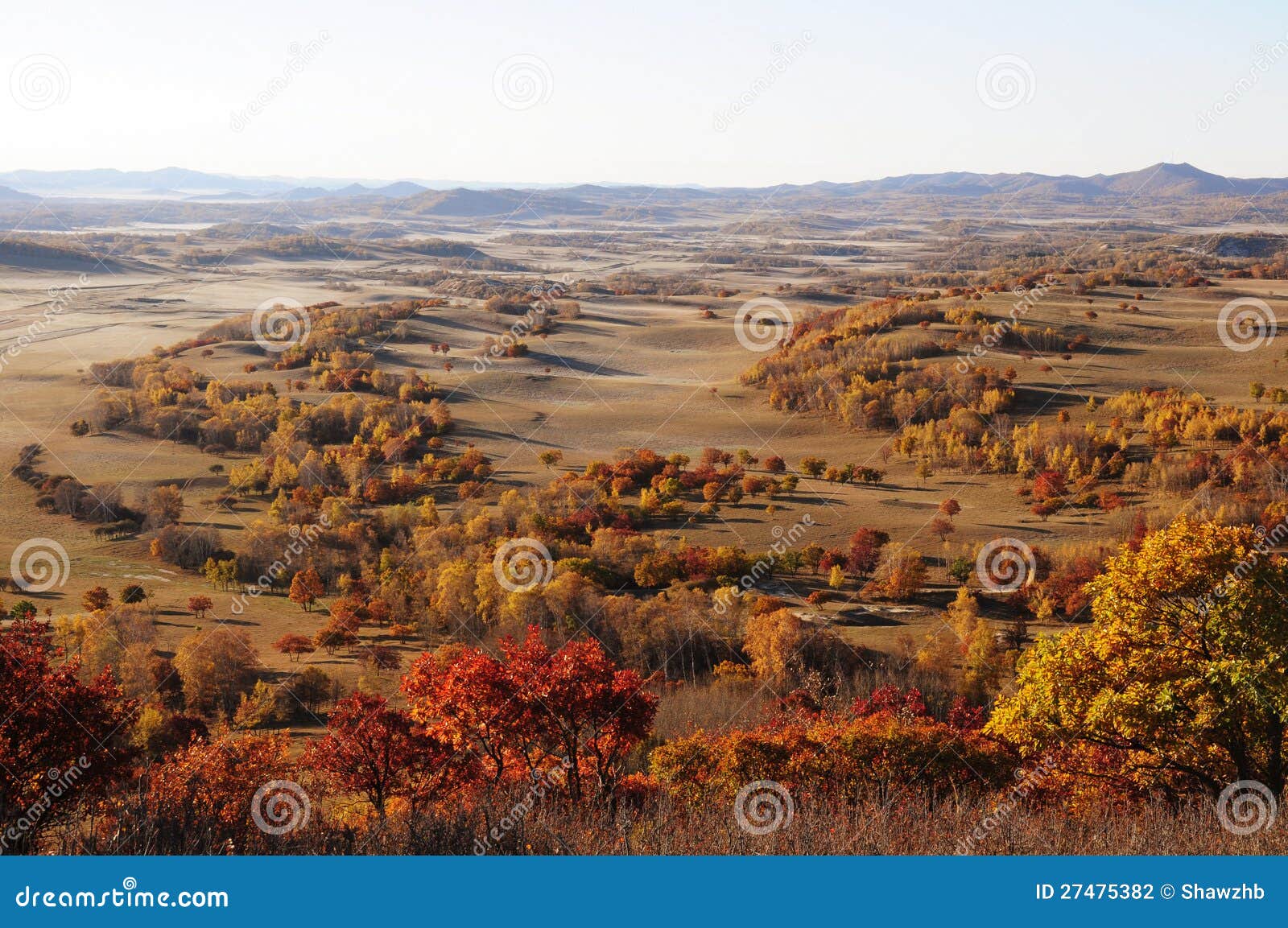 Colorful tree on grassland stock photo. Image of landscape - 27475382
