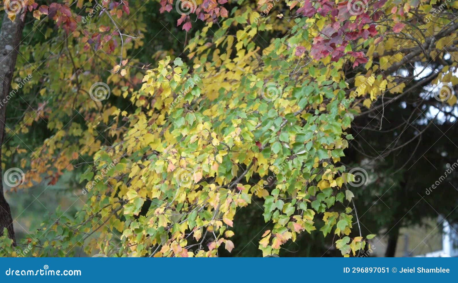 Colorful Tree Leaves and Branches. Stock Video - Video of leaves, trees ...