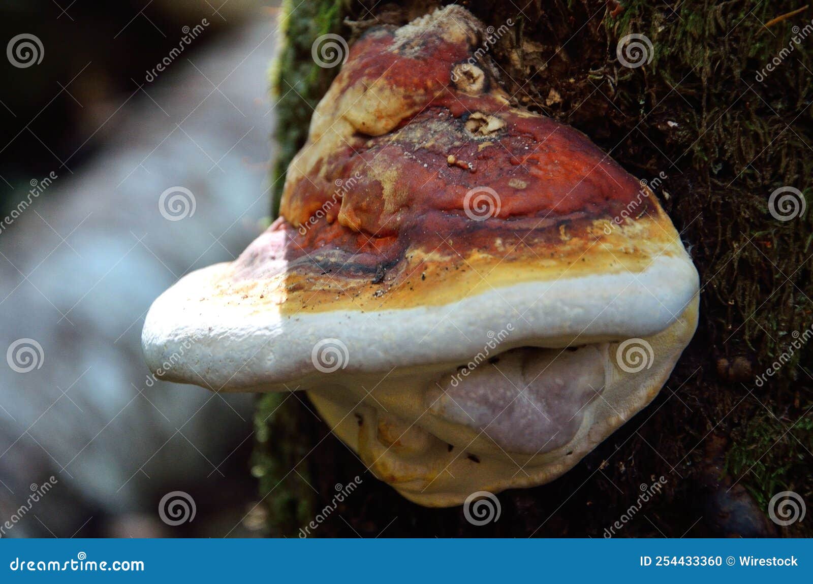 Colorful Tree Mushroom in Closeup Stock Photo - Image of colorful, tree ...